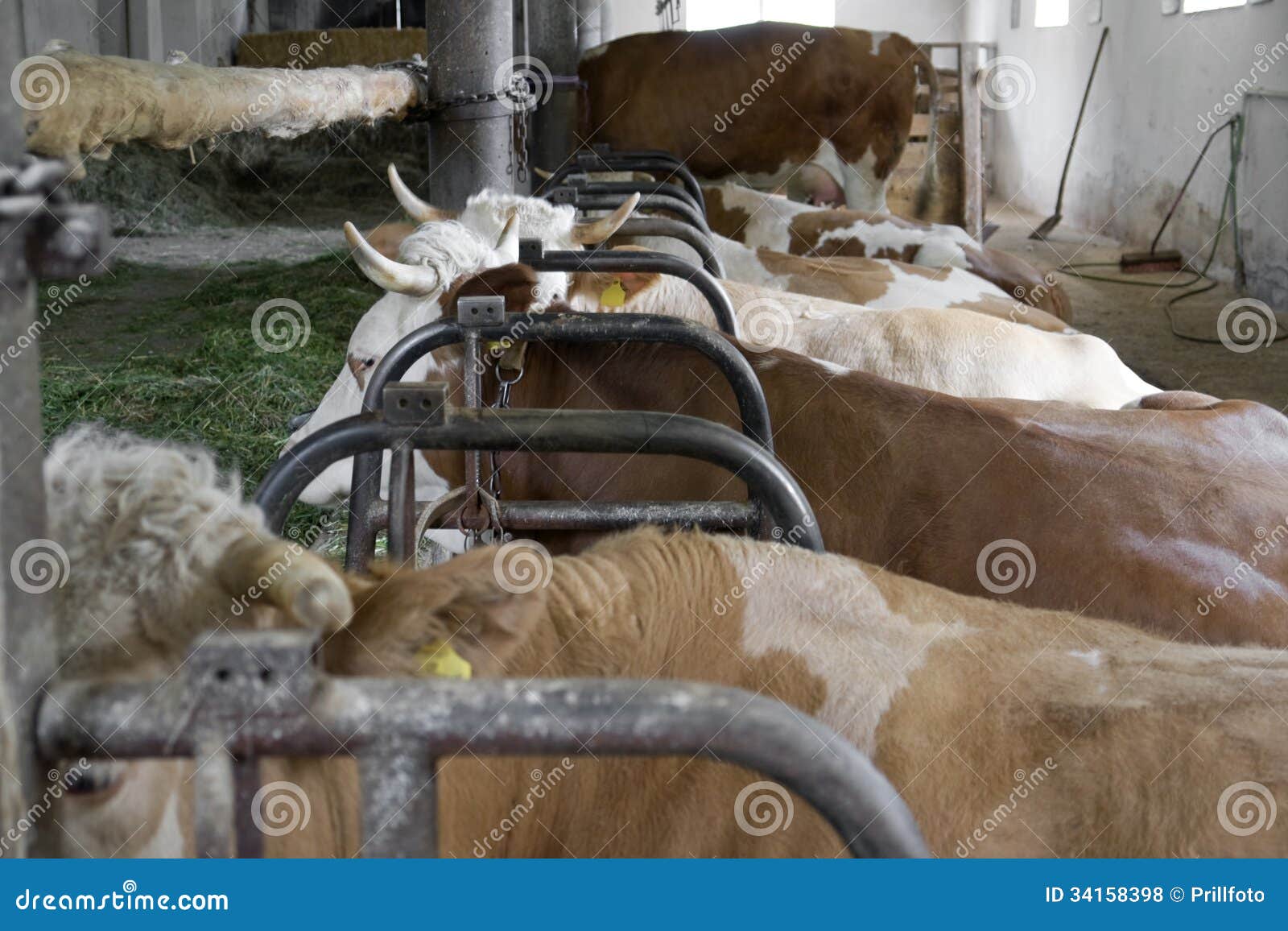 Inside of a cow barn stock photo. Image of cowhouse, domestic - 34158398