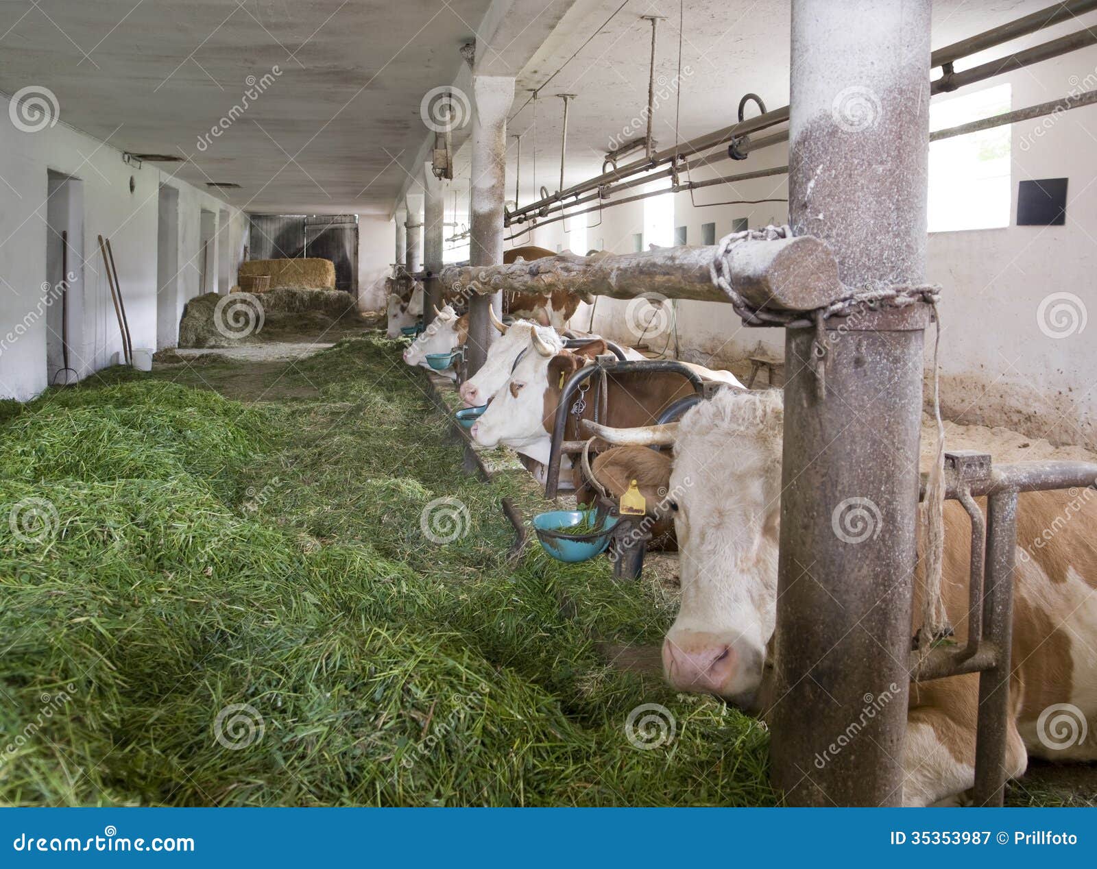 Inside of a cow barn stock image. Image of animals, cute - 35353987