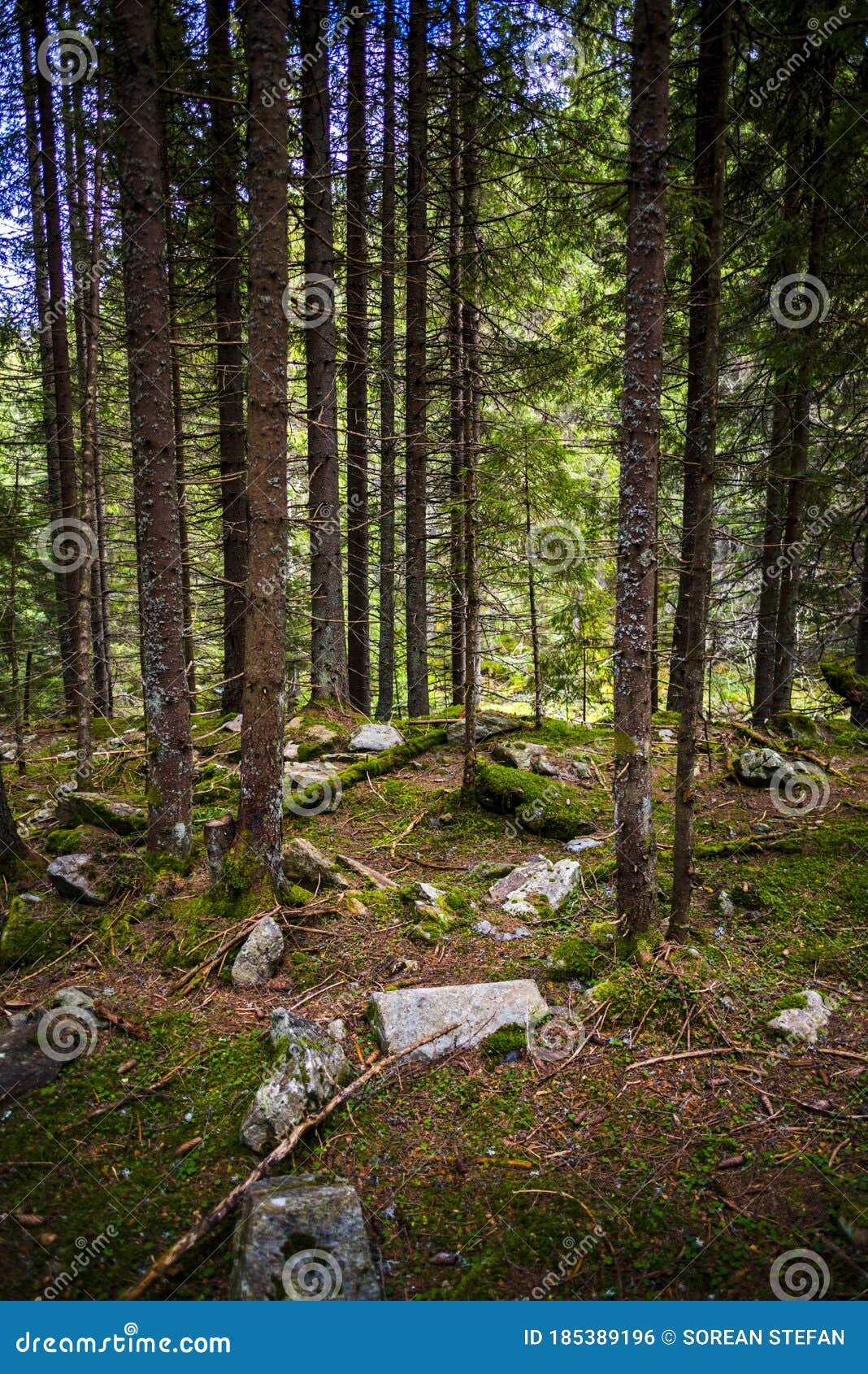 Dark Forest in the Mountains Stock Photo - Image of misty, autumn ...