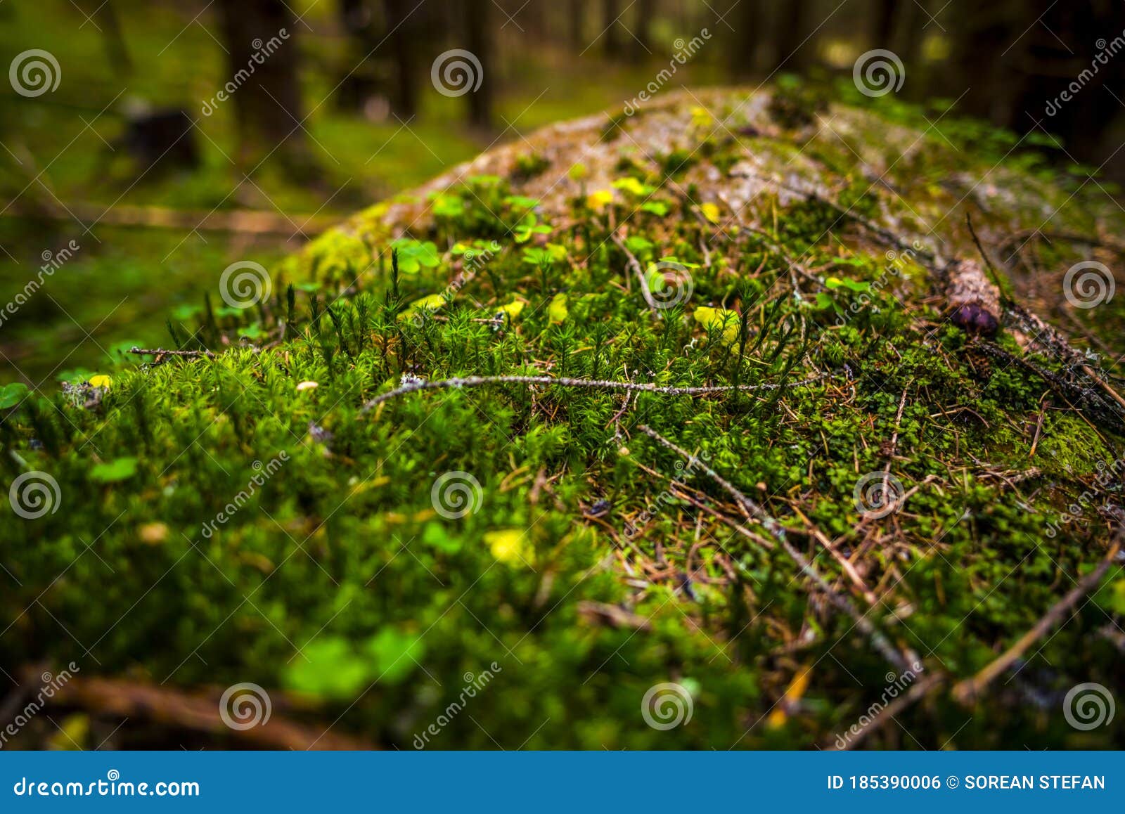 Dark Forest in the Mountains Stock Photo - Image of woods, scary: 185390006
