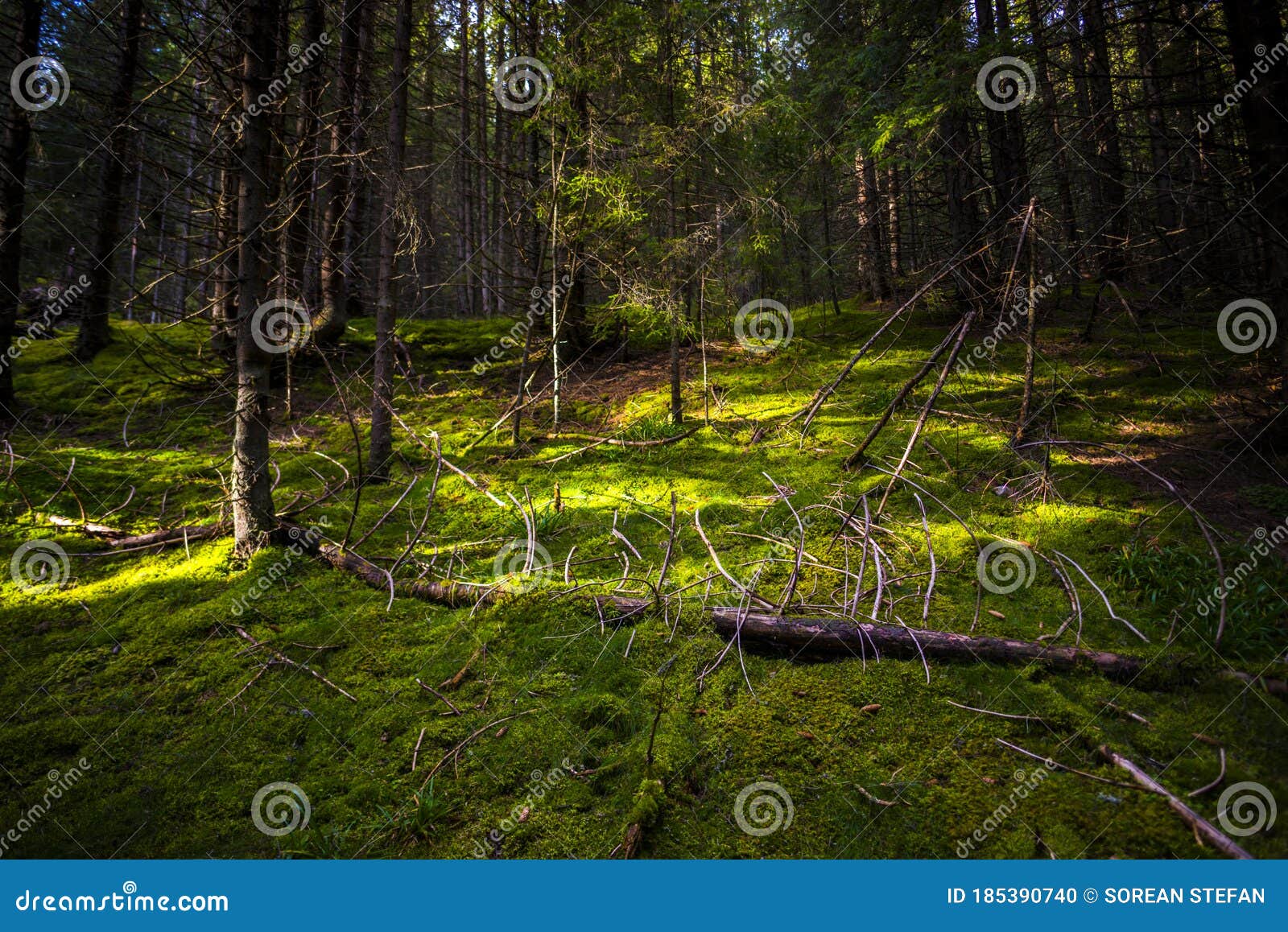 Dark Forest in the Mountains Stock Photo - Image of transylvania, fall ...