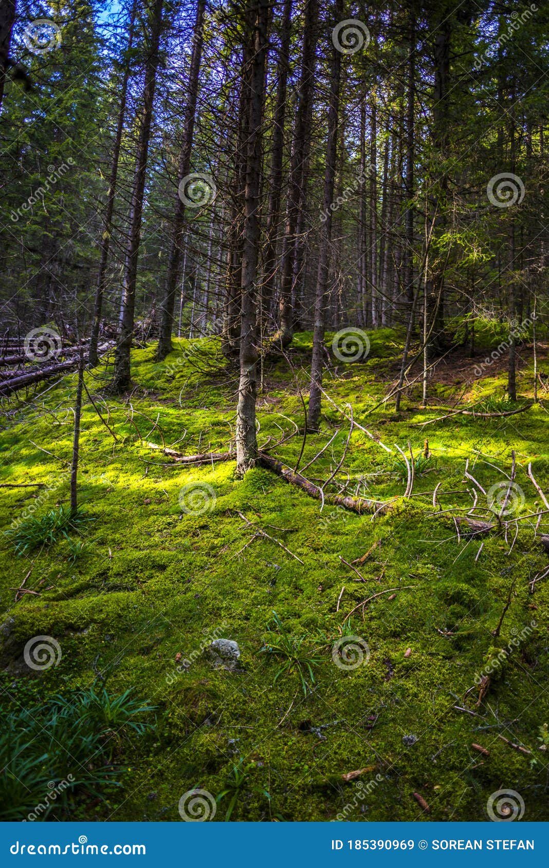 Dark Forest in the Mountains Stock Image - Image of autumn, nature ...