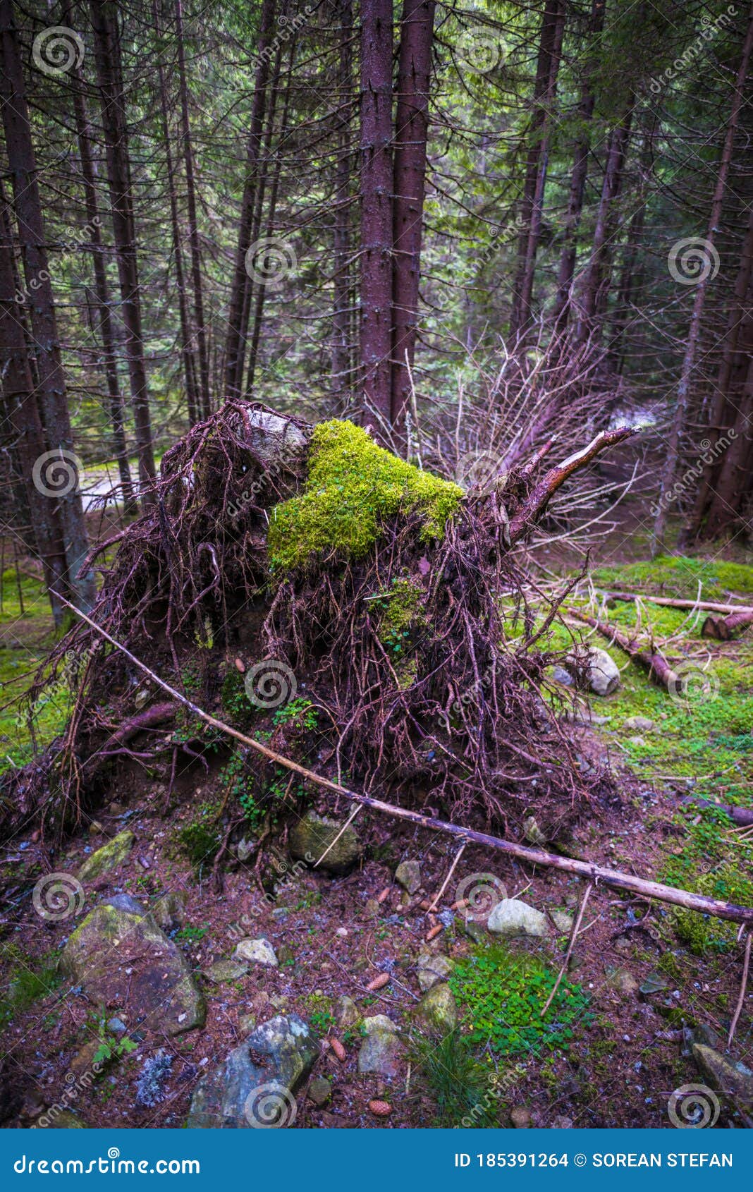 Dark Forest in the Mountains Stock Photo - Image of dark, evening ...