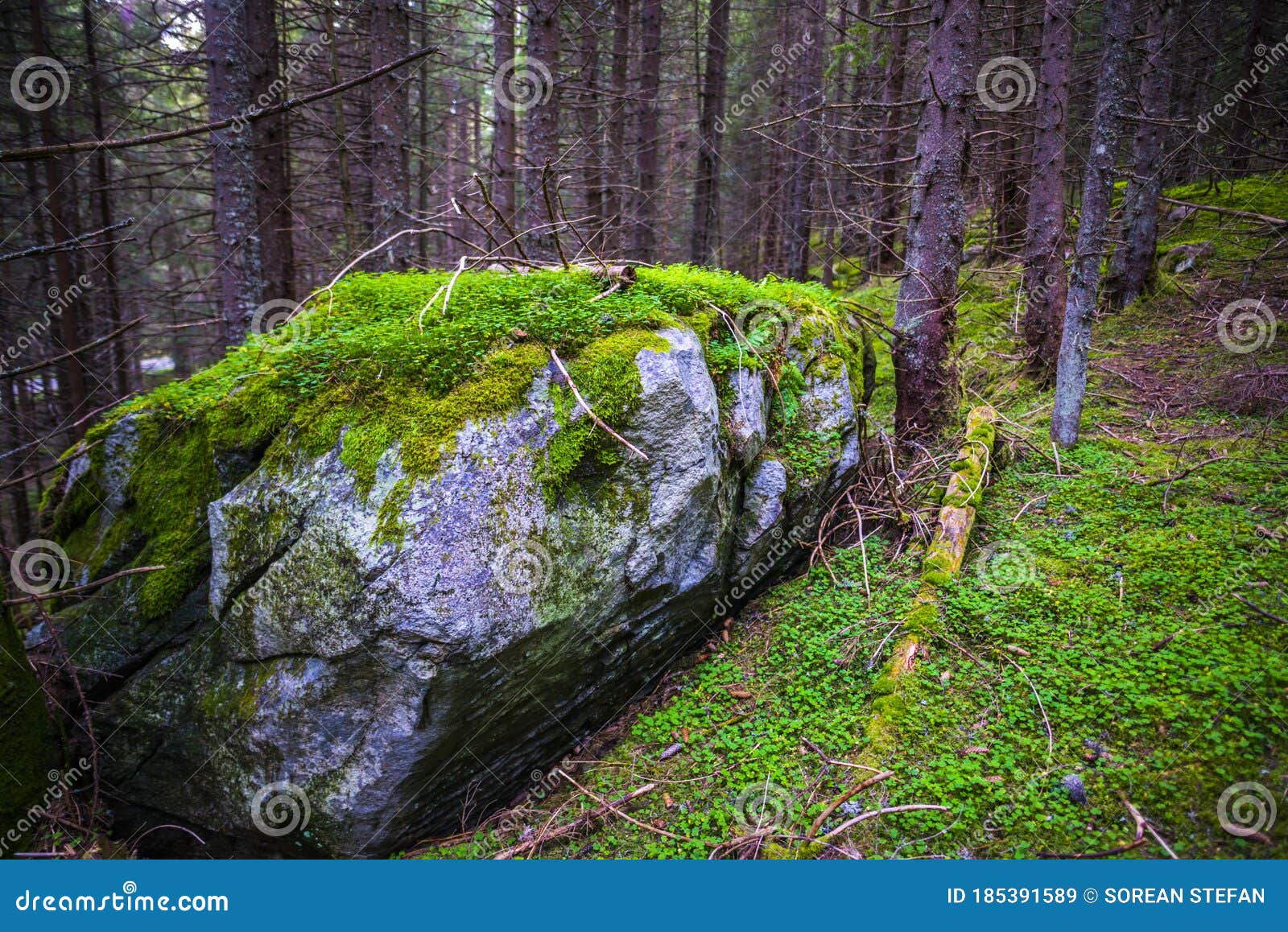 Dark Forest in the Mountains Stock Image - Image of magic, mystery ...