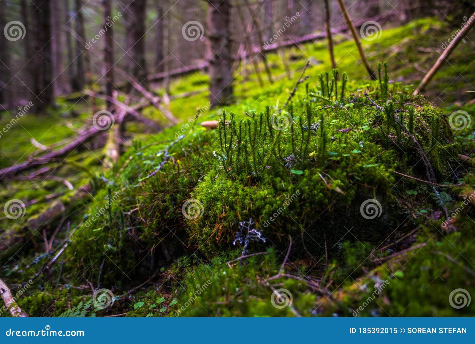 Dark Forest in the Mountains Stock Image - Image of autumn, night ...