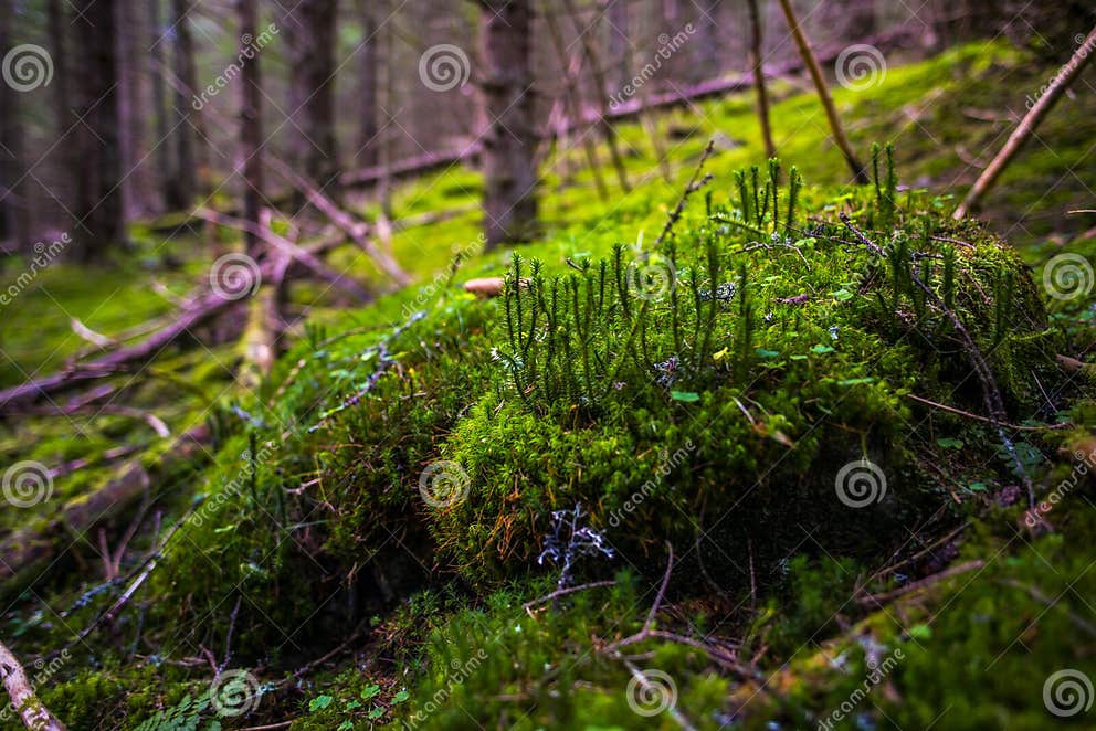Dark Forest in the Mountains Stock Image - Image of autumn, night ...