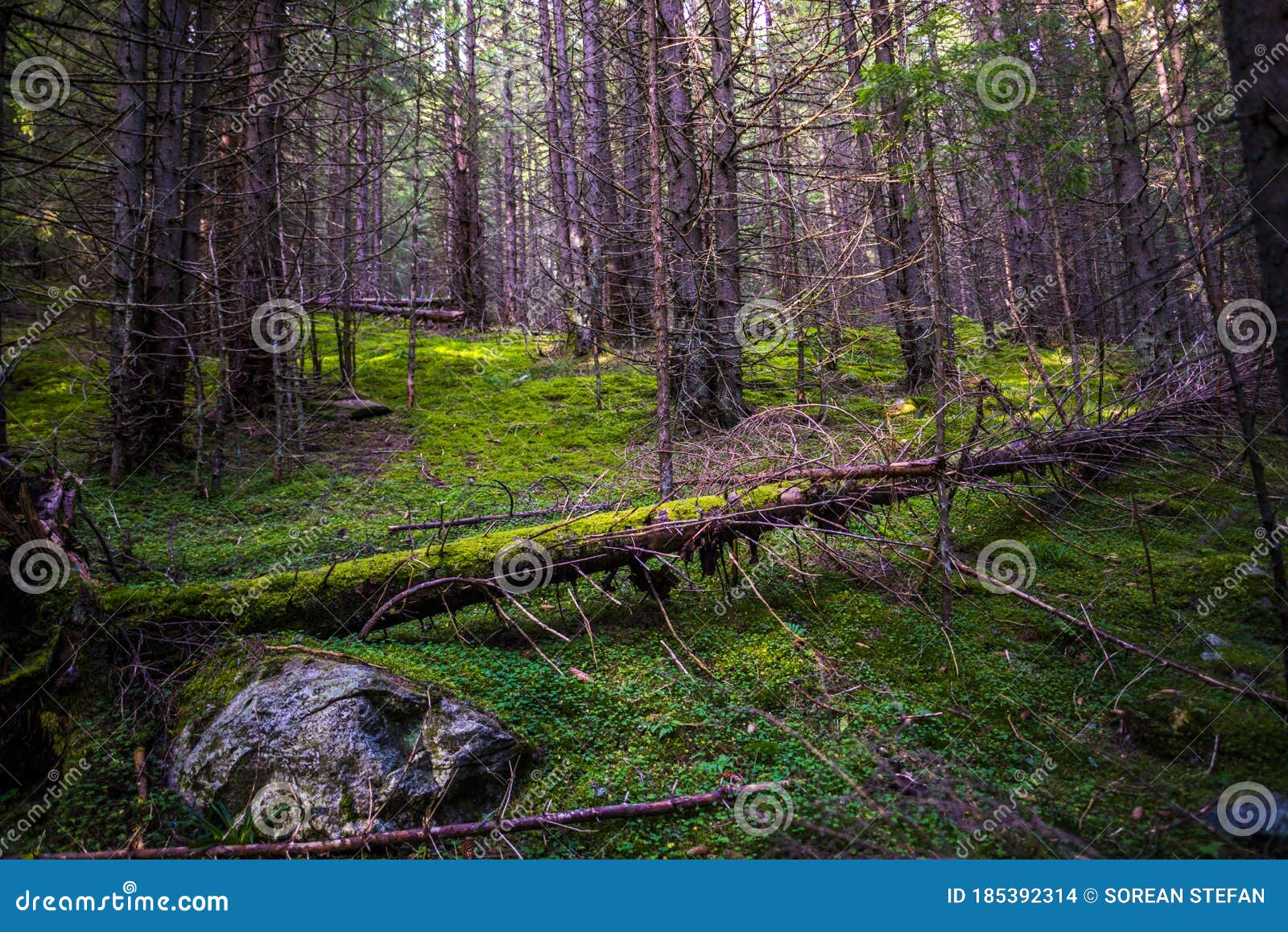 Dark Forest in the Mountains Stock Photo - Image of nature, autumn ...