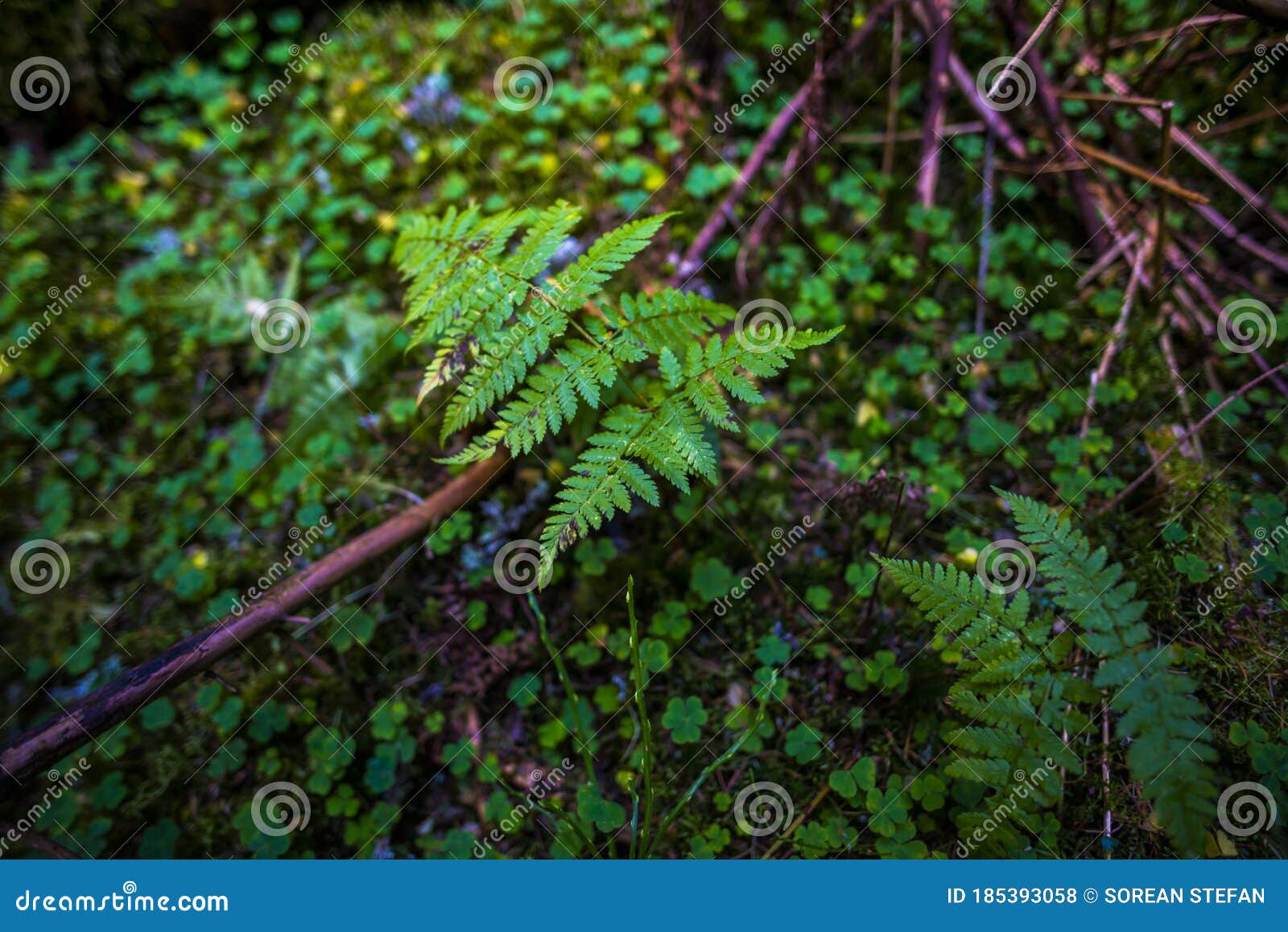 Dark Forest in the Mountains Stock Photo - Image of nature, mist: 185393058