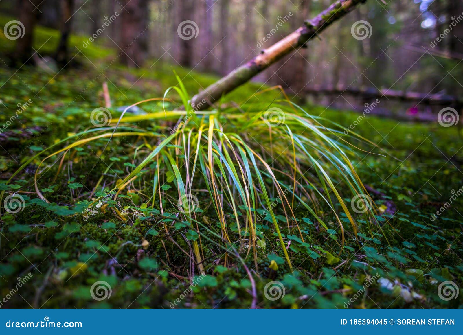 Dark Forest in the Mountains Stock Image - Image of mysterious, fairy ...