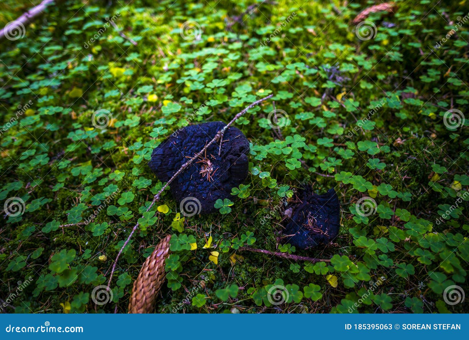 Dark Forest in the Mountains Stock Image - Image of fantasy, dark ...