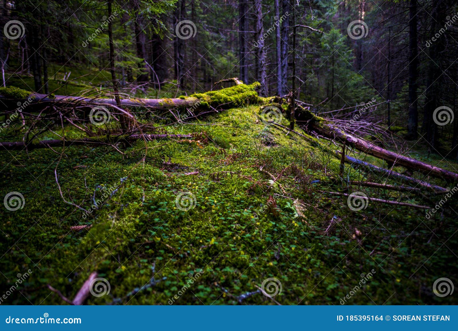 Dark Forest in the Mountains Stock Photo - Image of fantasy, halloween ...