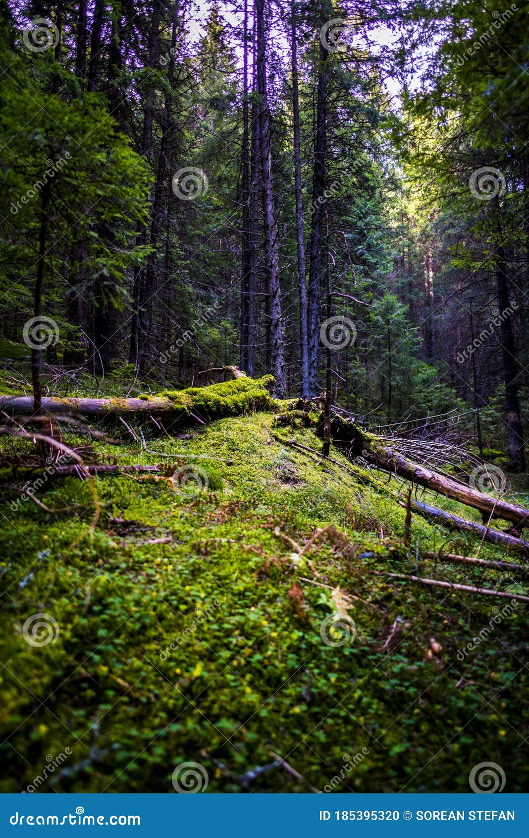 Dark Forest in the Mountains Stock Photo - Image of nature, night ...