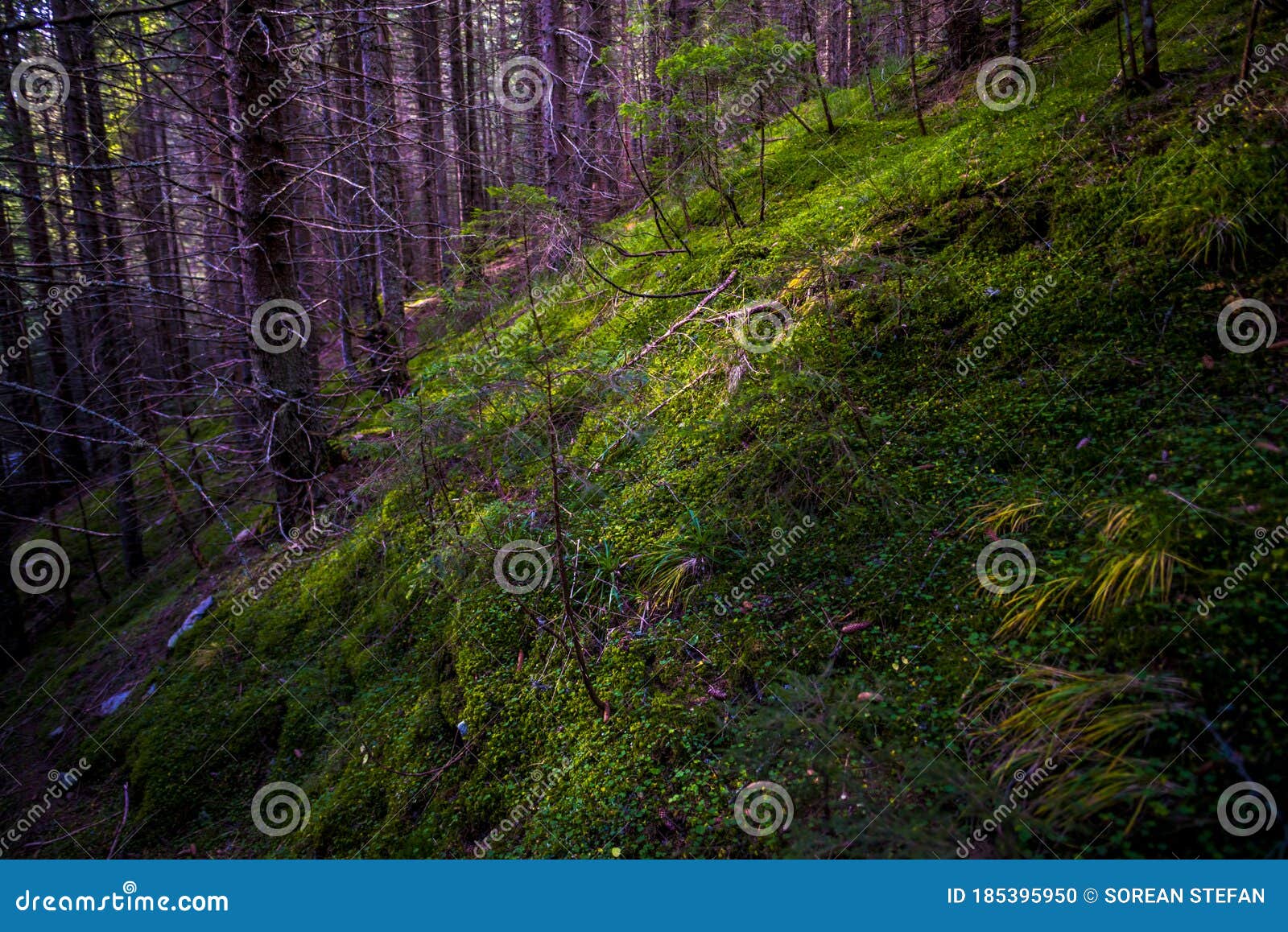 Dark Forest in the Mountains Stock Photo - Image of magic, spooky ...
