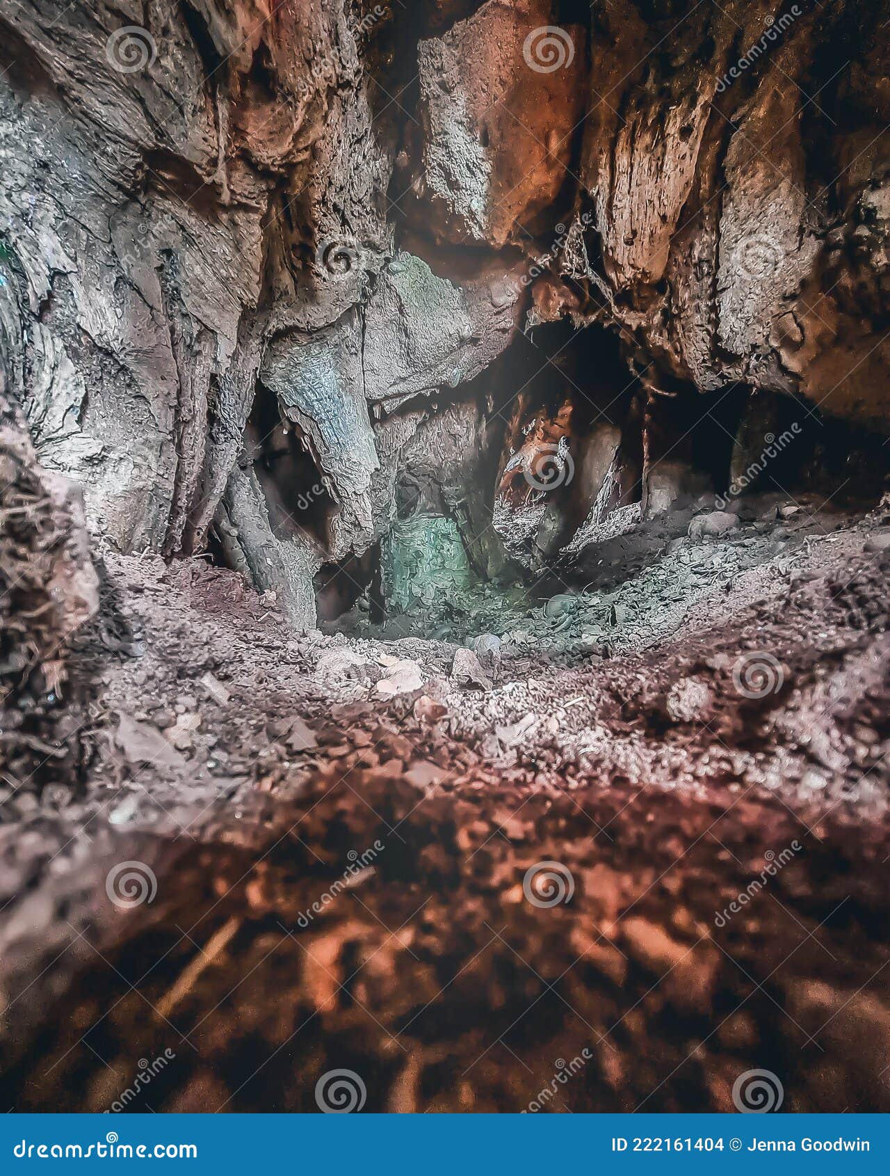 Inside a dead tree stock photo. Image of wall, leaf - 222161404