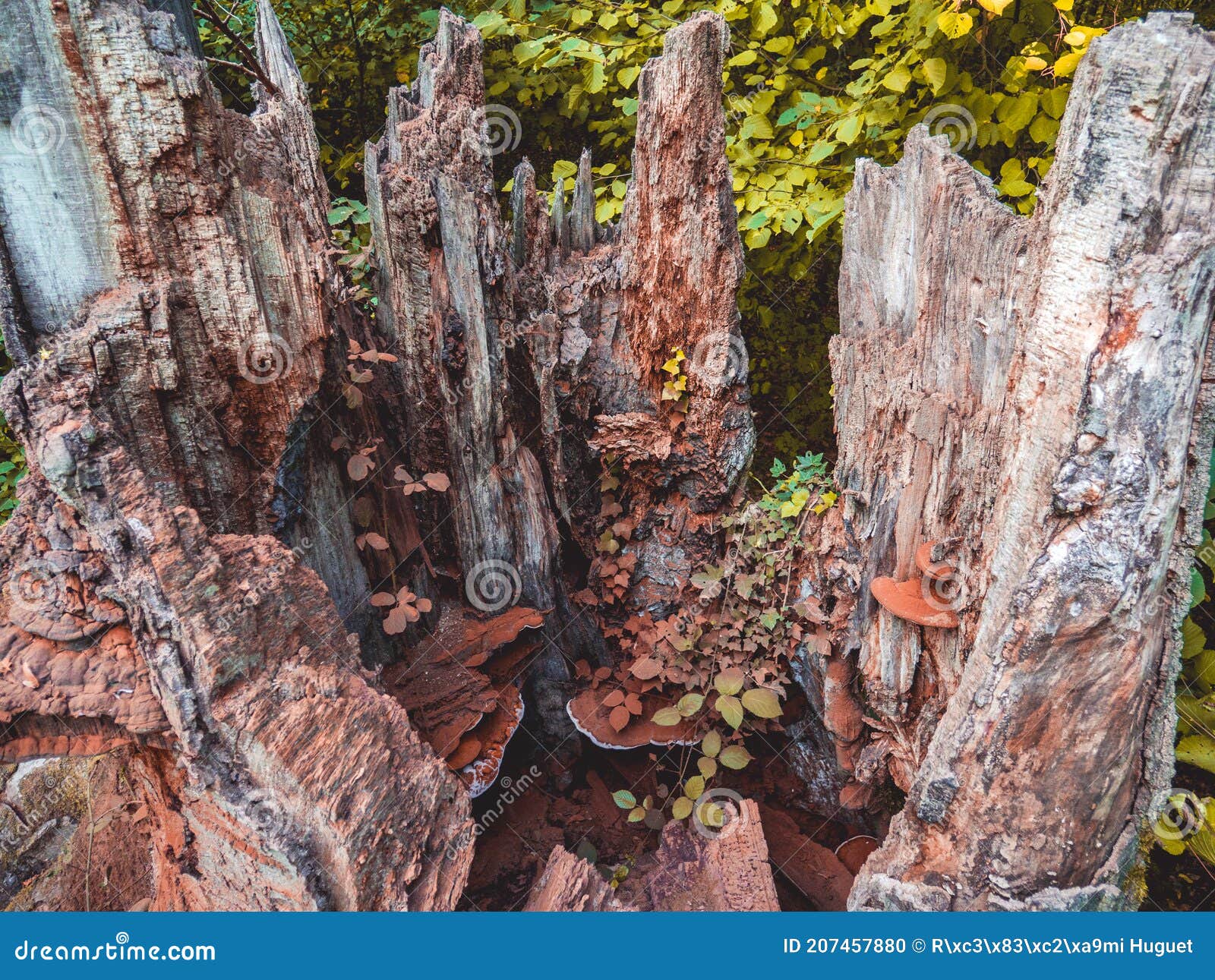 Inside of a dead tree stock photo. Image of forest, mushroom - 207457880