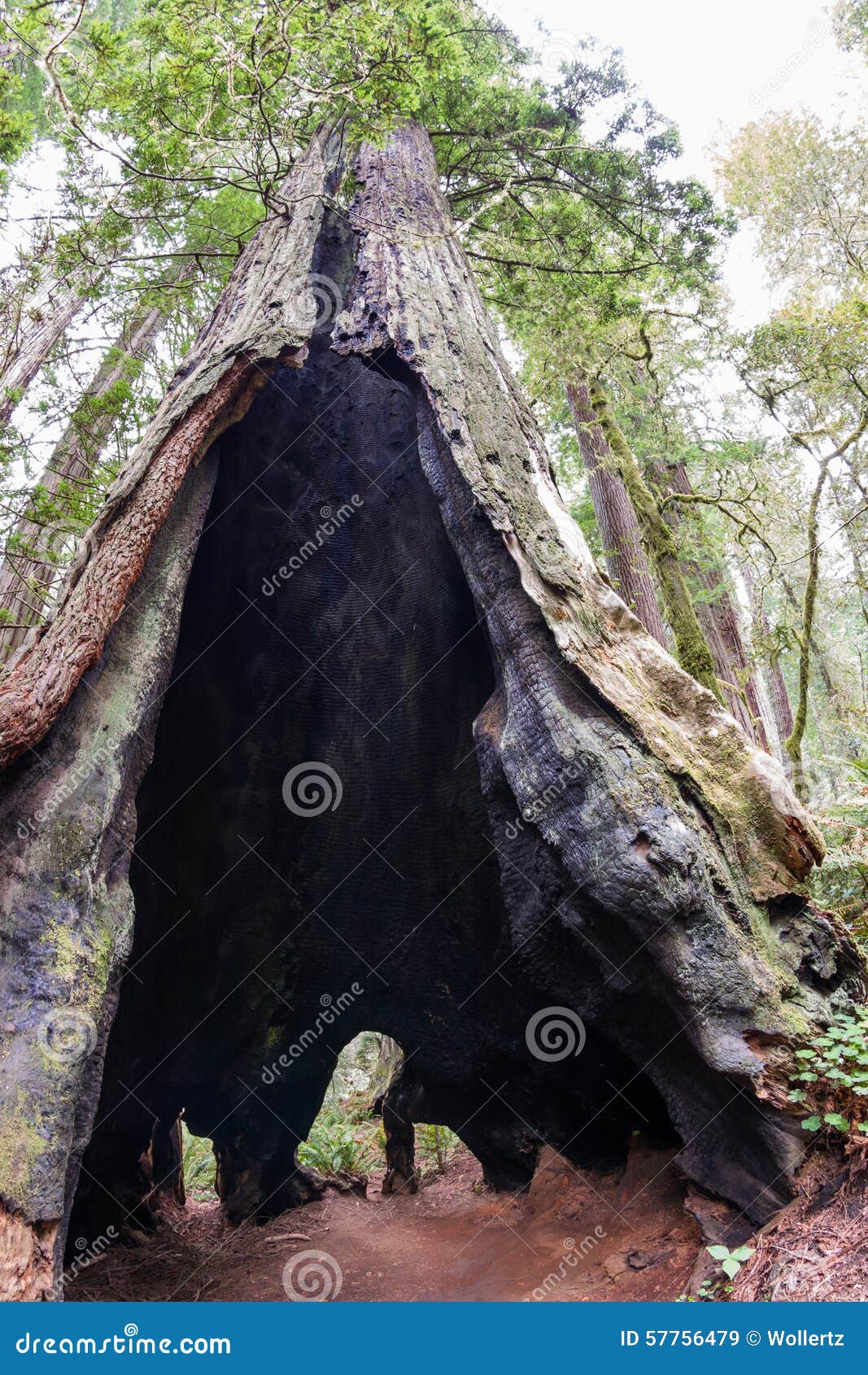Inside a dead tree stock image. Image of coastal, beauty - 57756479