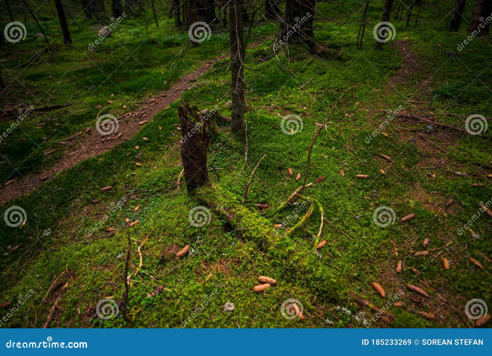 Landscape Inside of the Forest Stock Image - Image of forest, regia ...
