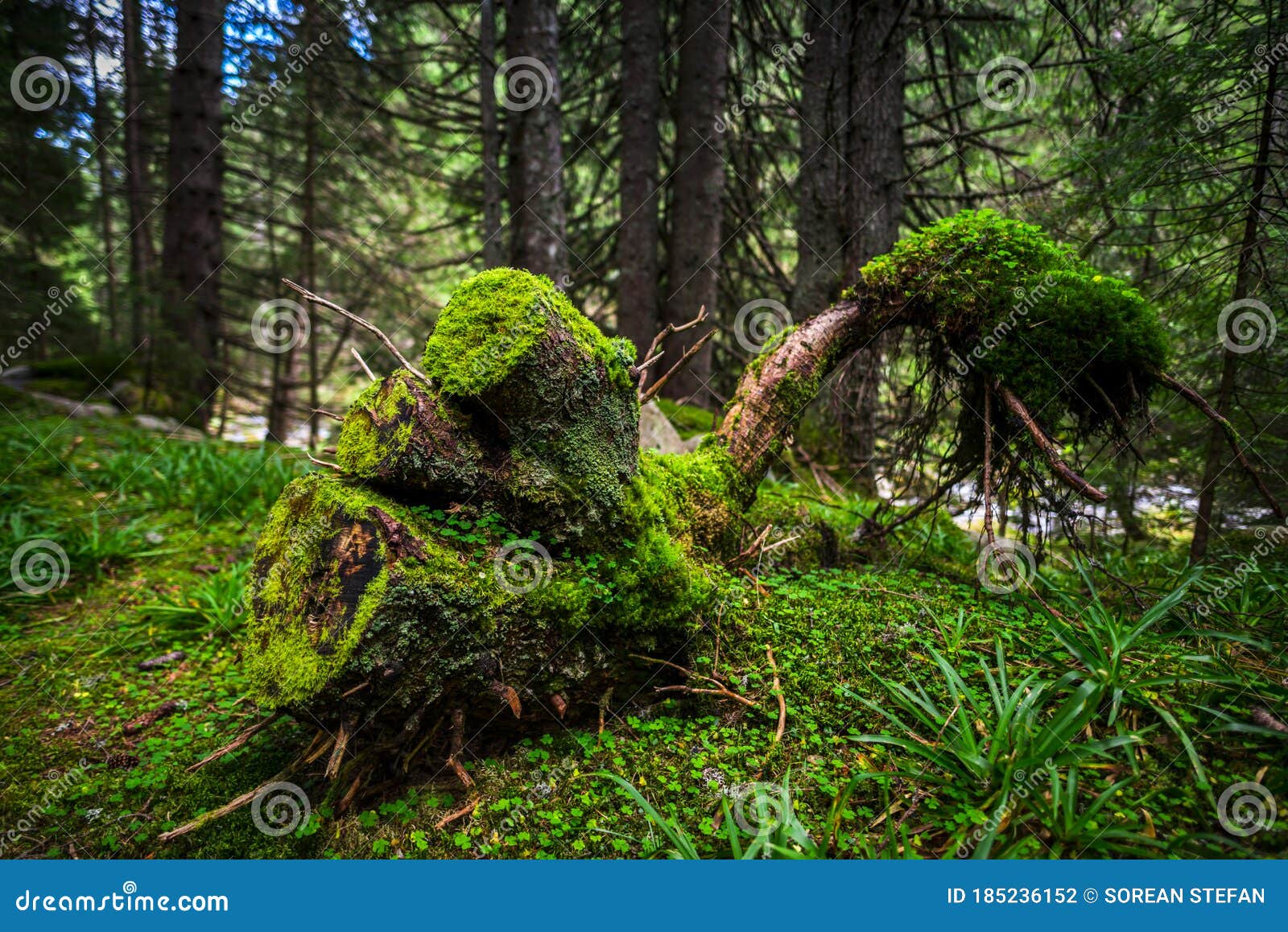 Landscape Inside of the Forest Stock Photo - Image of autumn, romania ...