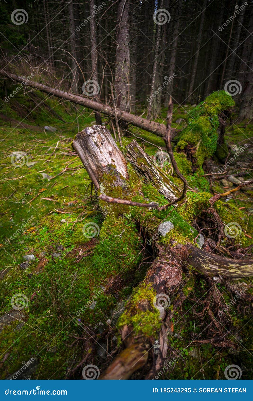 Landscape Inside of the Forest Stock Image - Image of beauty, dacic ...