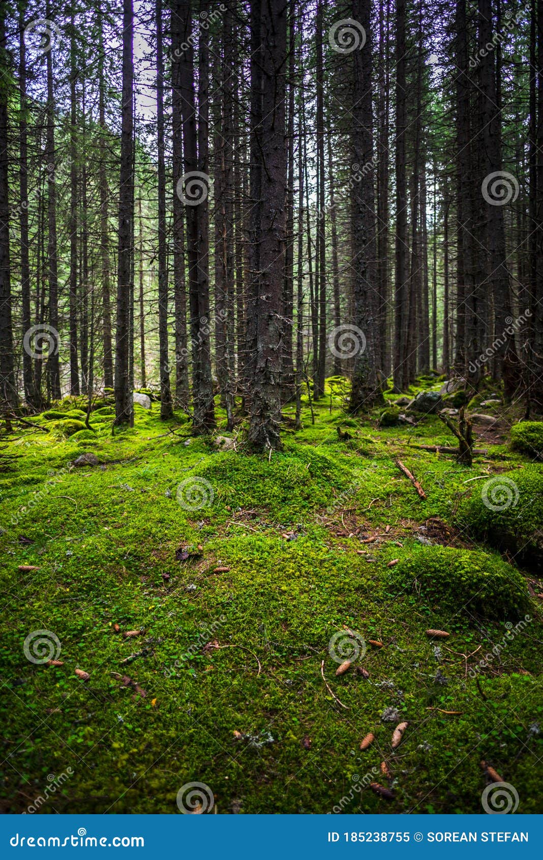 Landscape Inside of the Forest Stock Image - Image of bigar, landscape ...