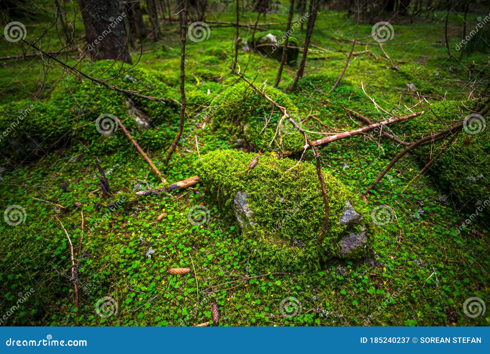 Landscape Inside of the Forest Stock Image - Image of sarmisegetusa ...