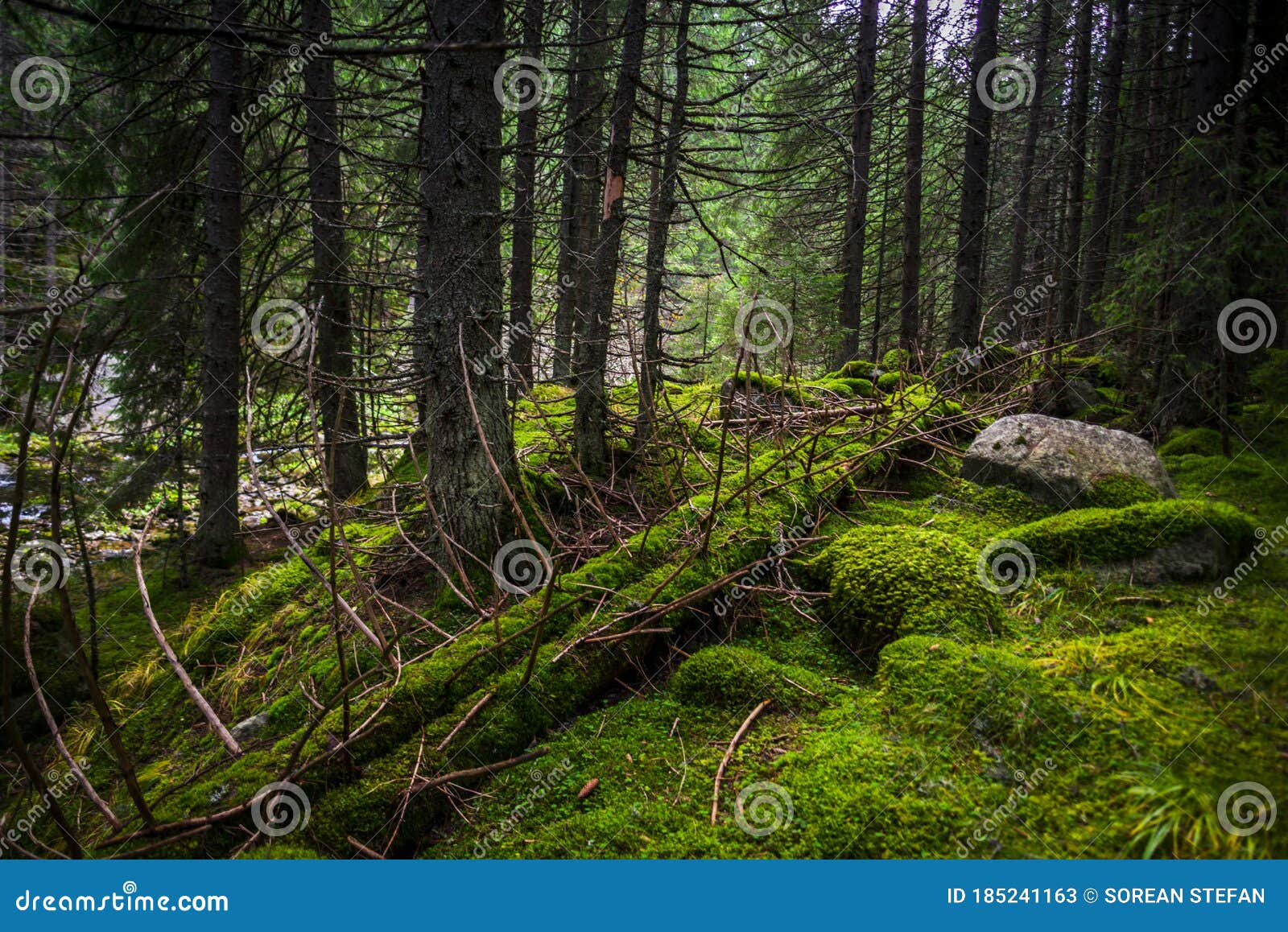 Landscape Inside of the Forest Stock Image - Image of green, flowing ...