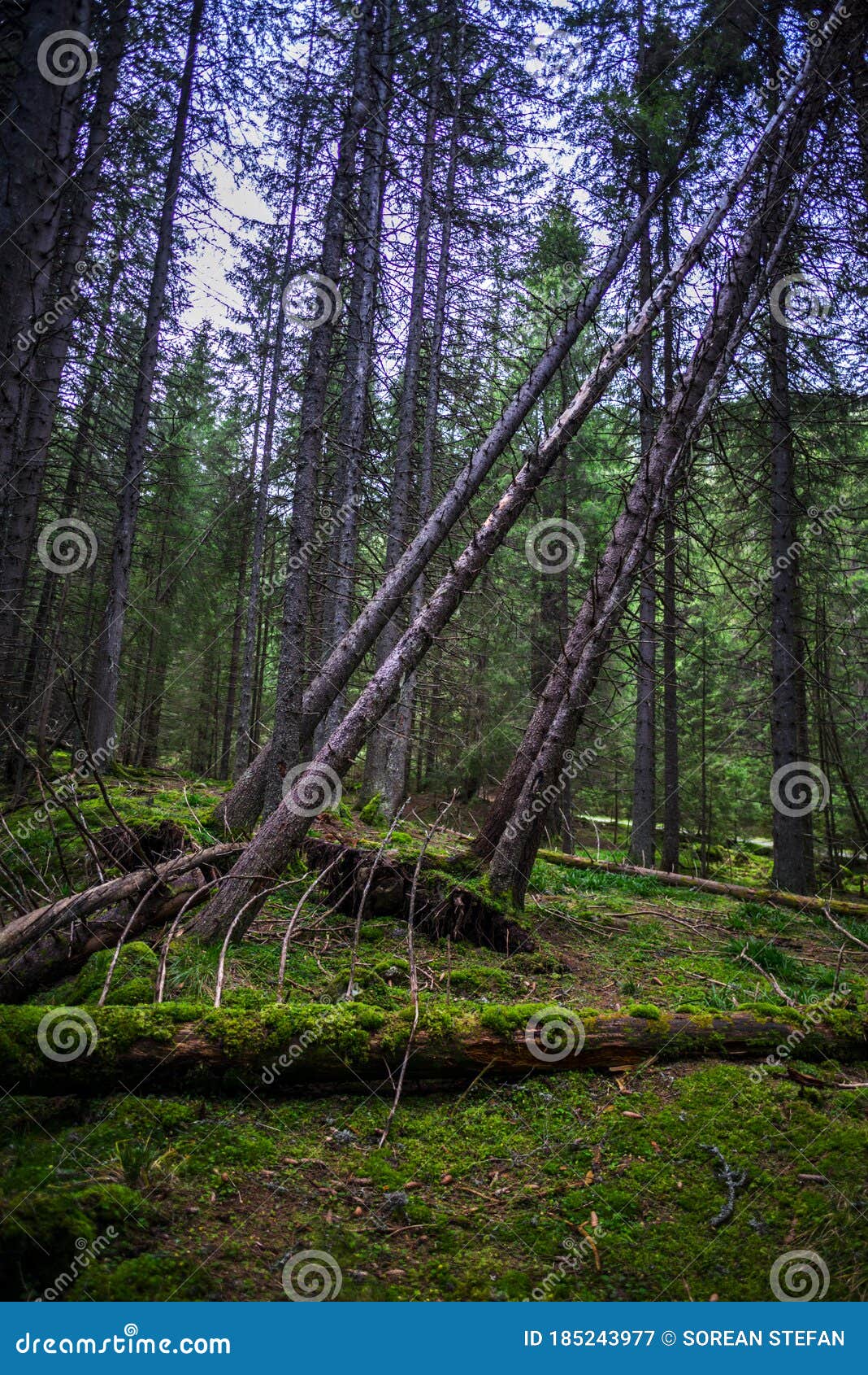 Landscape Inside of the Forest Stock Image - Image of mountain, flowing ...