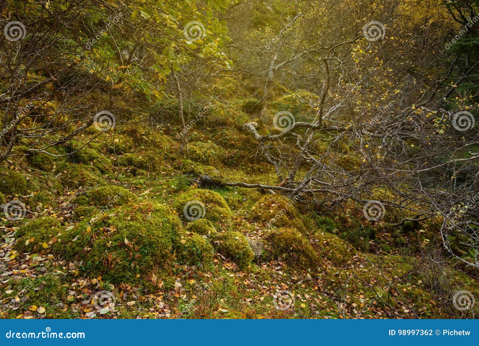Inside of the Deep Forest Landscape Stock Photo - Image of wild, inside ...