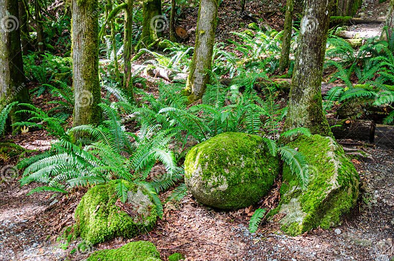 Inside a Dense Pine Tree Forest with Streams, Large Moss Covered Pine ...