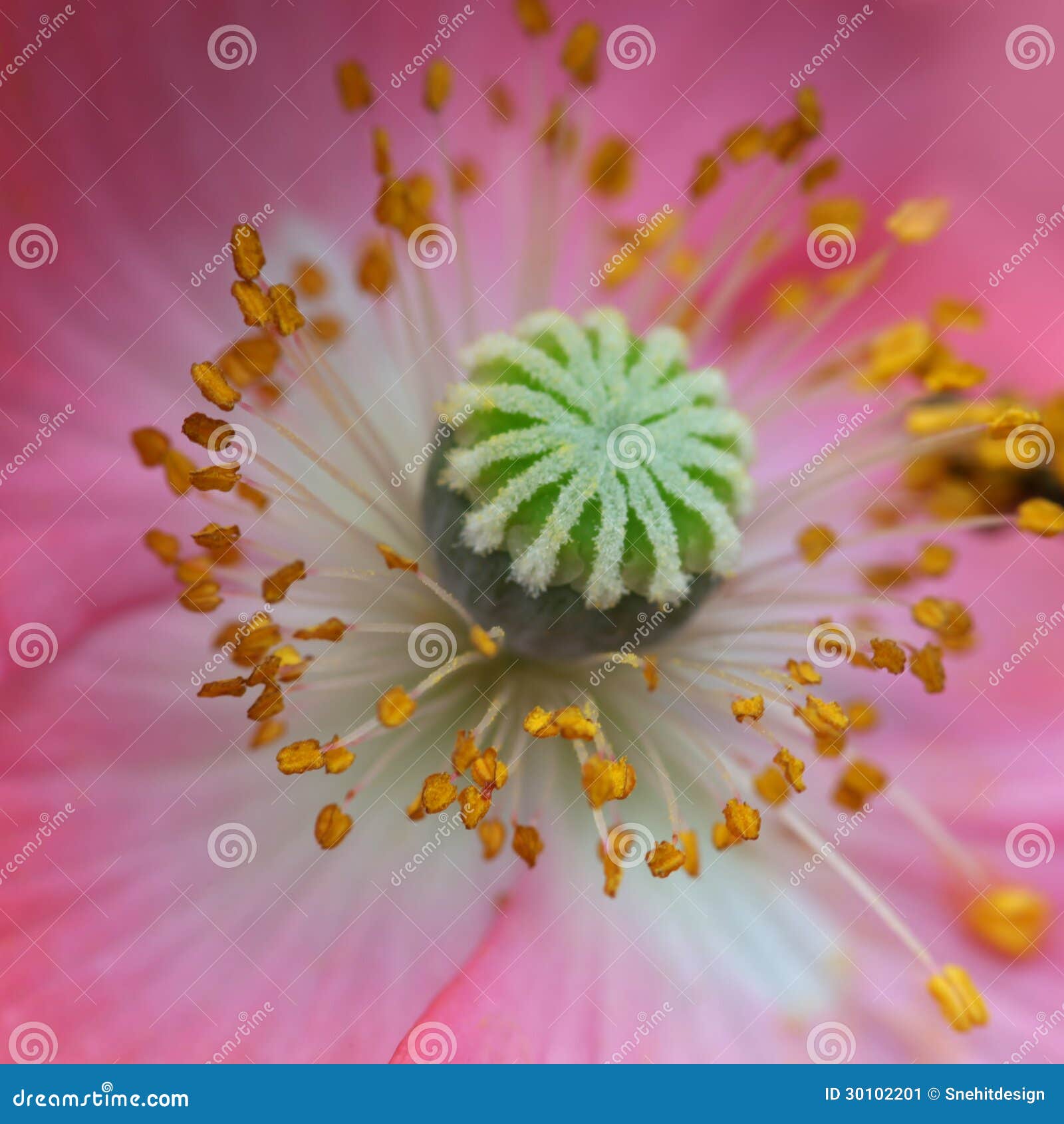 Pink Poppy flower stock image. Image of plants, details - 30102201