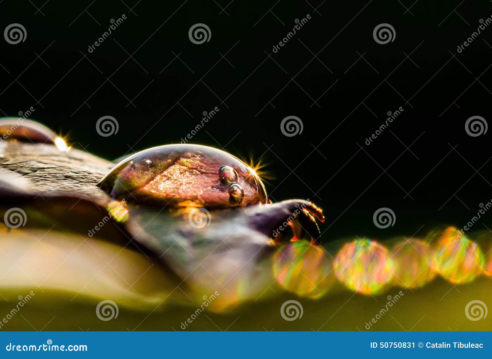 Inside a droplet stock image. Image of macro, water, droplets - 50750831