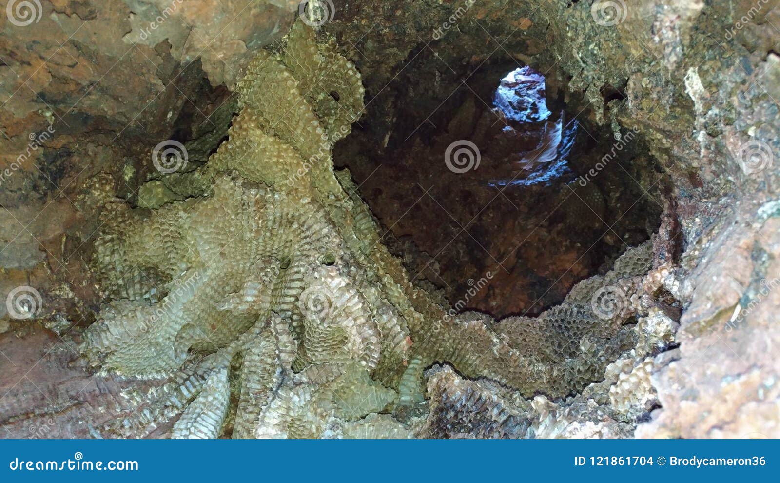 Beehive Inside Tree Stock Photos - Free & Royalty-Free Stock Photos ...