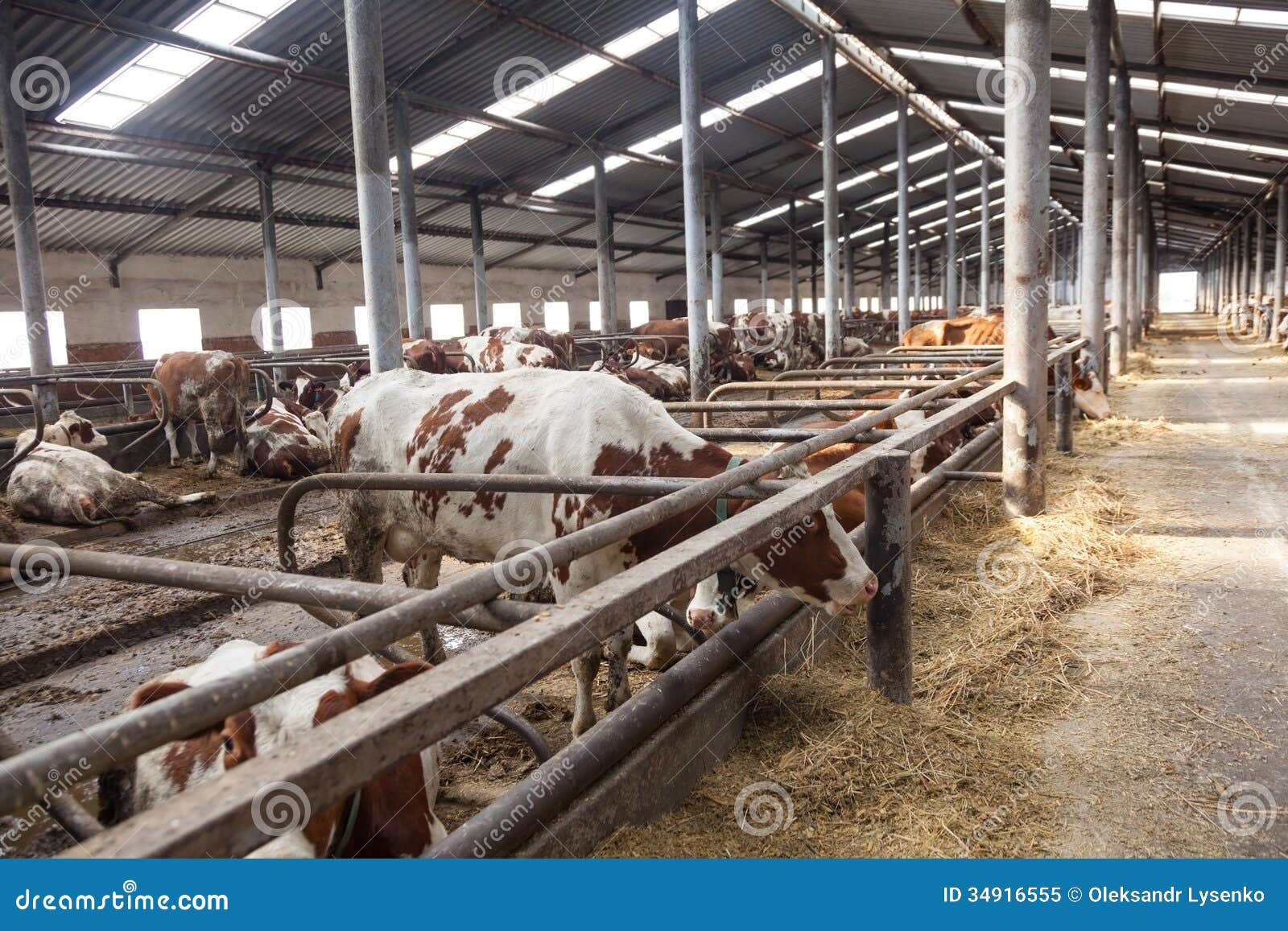 Inside the farm with cows stock image. Image of cattle - 34916555