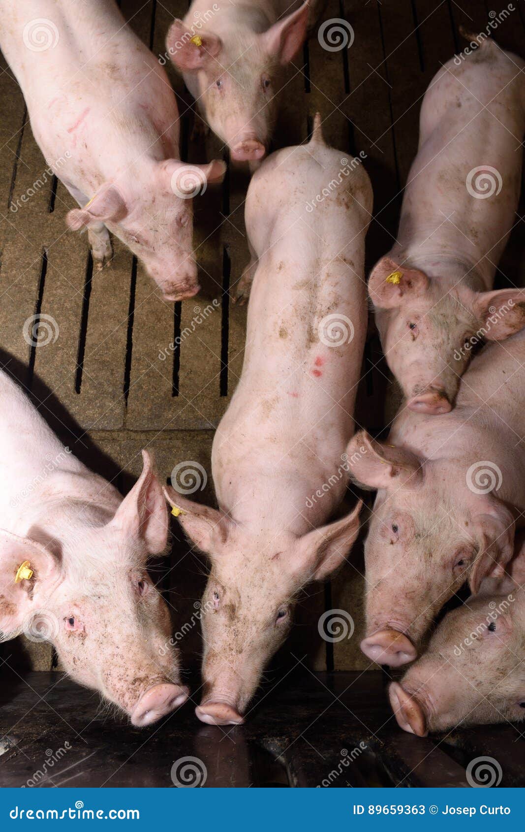 Inside of a farm pigs stock image. Image of inside, baby - 89659363