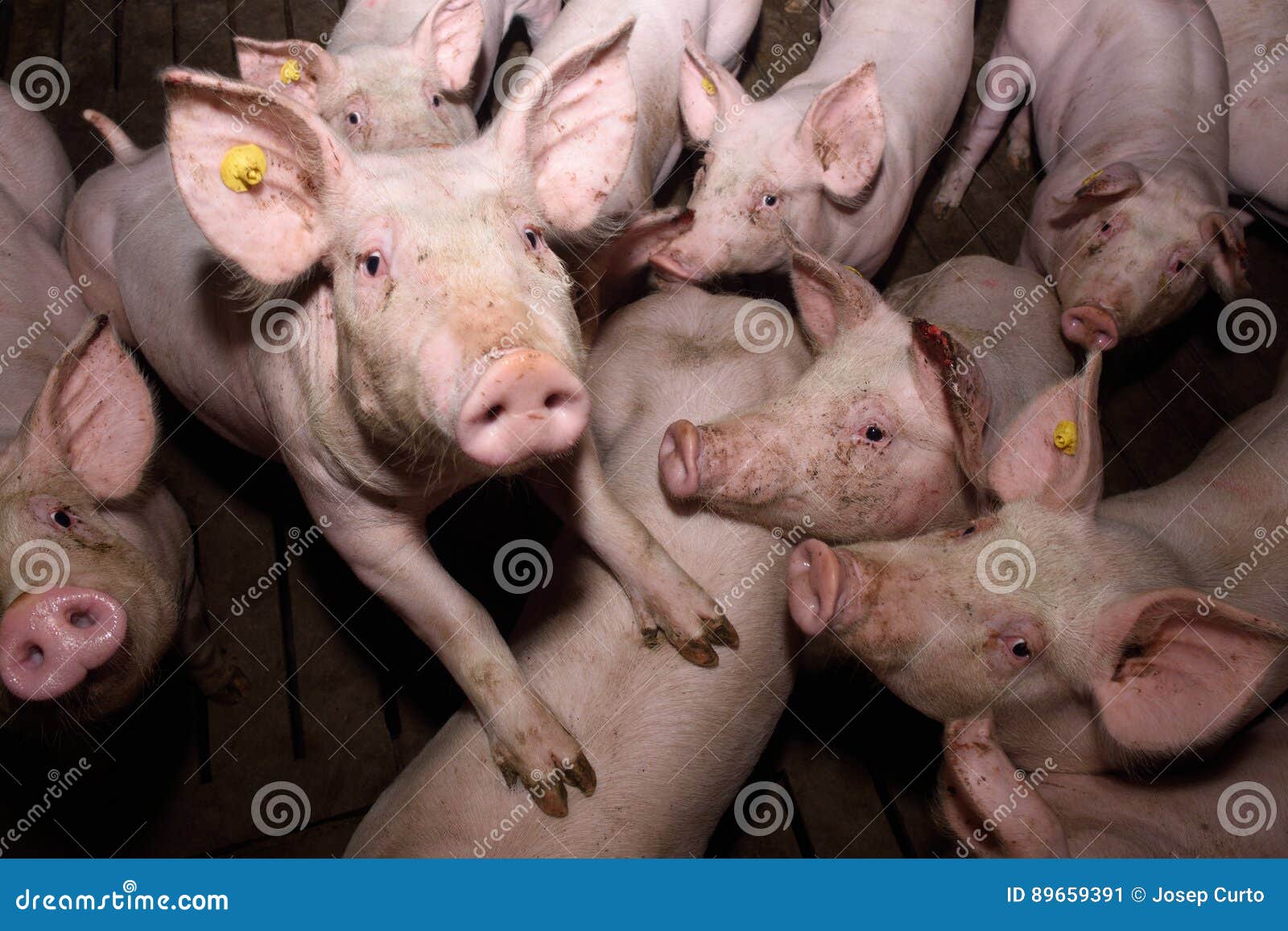 Inside of a farm of pigs stock image. Image of domestic - 89659391