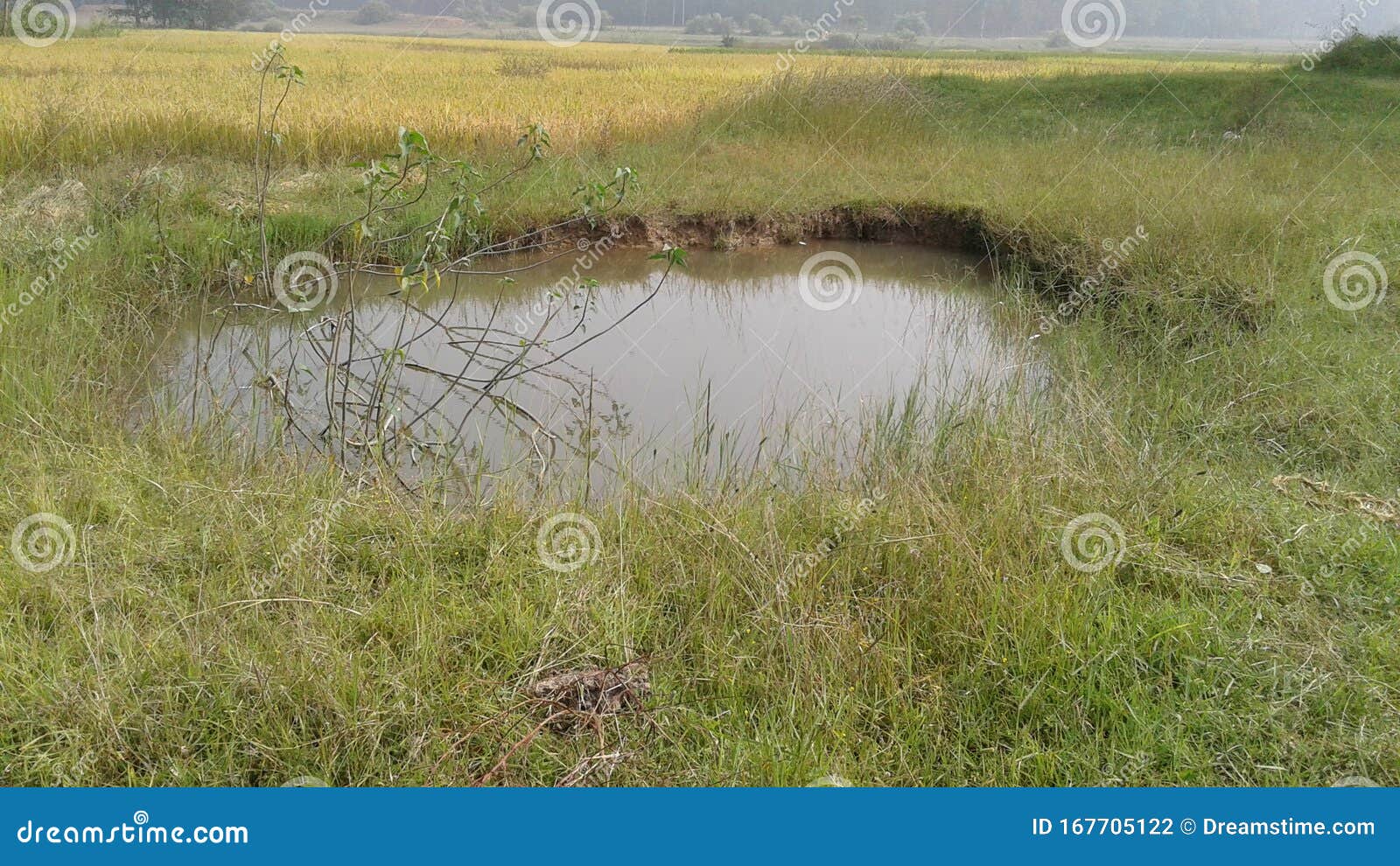 Inside field a water place stock photo. Image of jackfroot - 167705122