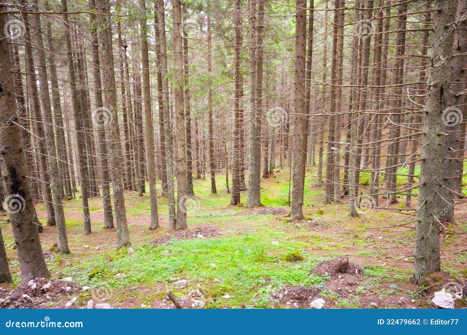 Inside fir forest stock photo. Image of roots, forest - 32479662