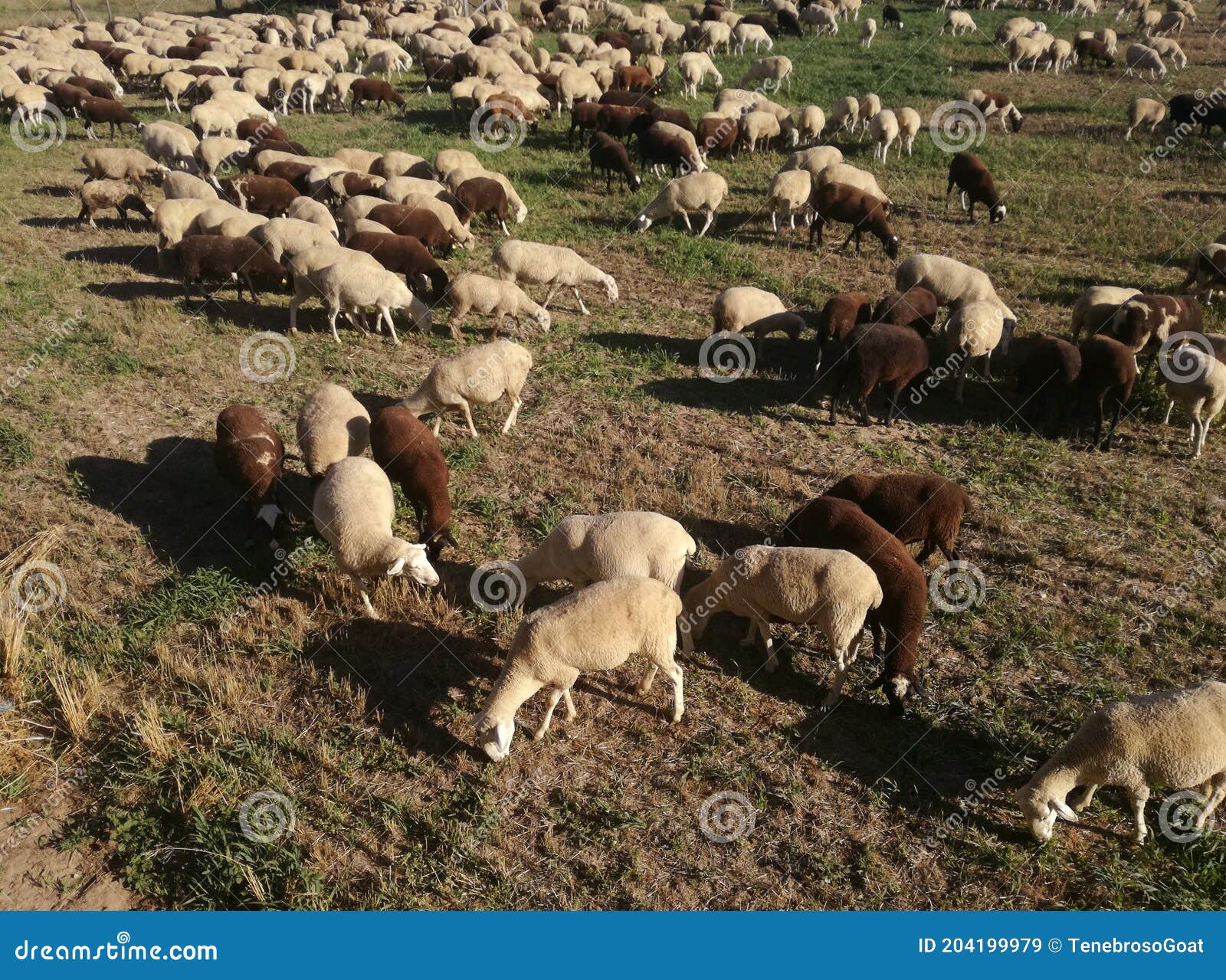 The Inside the Flock of Sheep, Seen from Above. Group among Green Grass ...