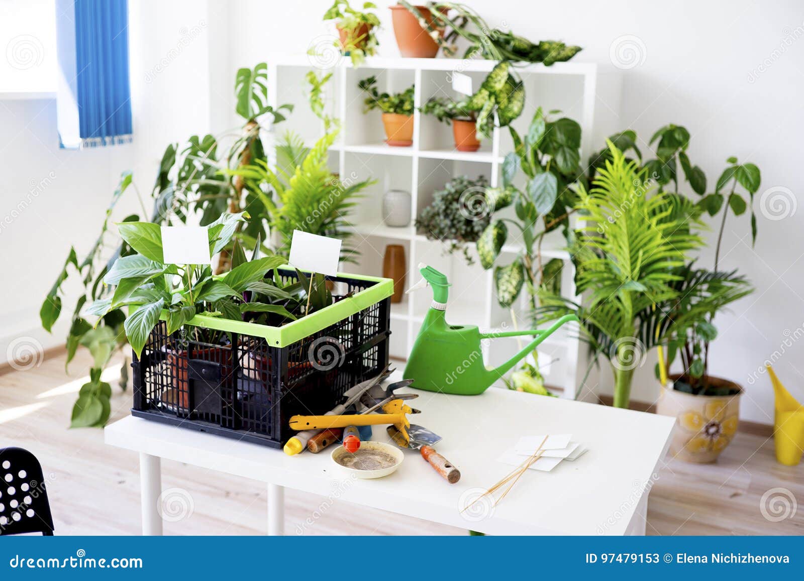 Inside a florist shop stock image. Image of flora, owner - 97479153
