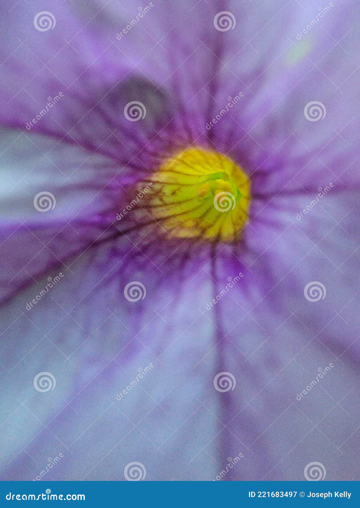 Inside a flower stock image. Image of blossom, insi - 221683497