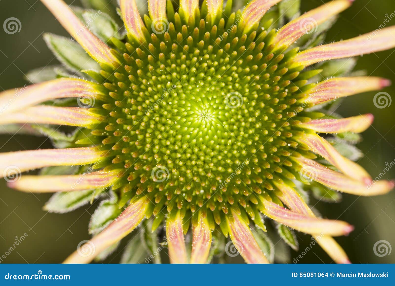 Inside of flower, close up stock photo. Image of head - 85081064