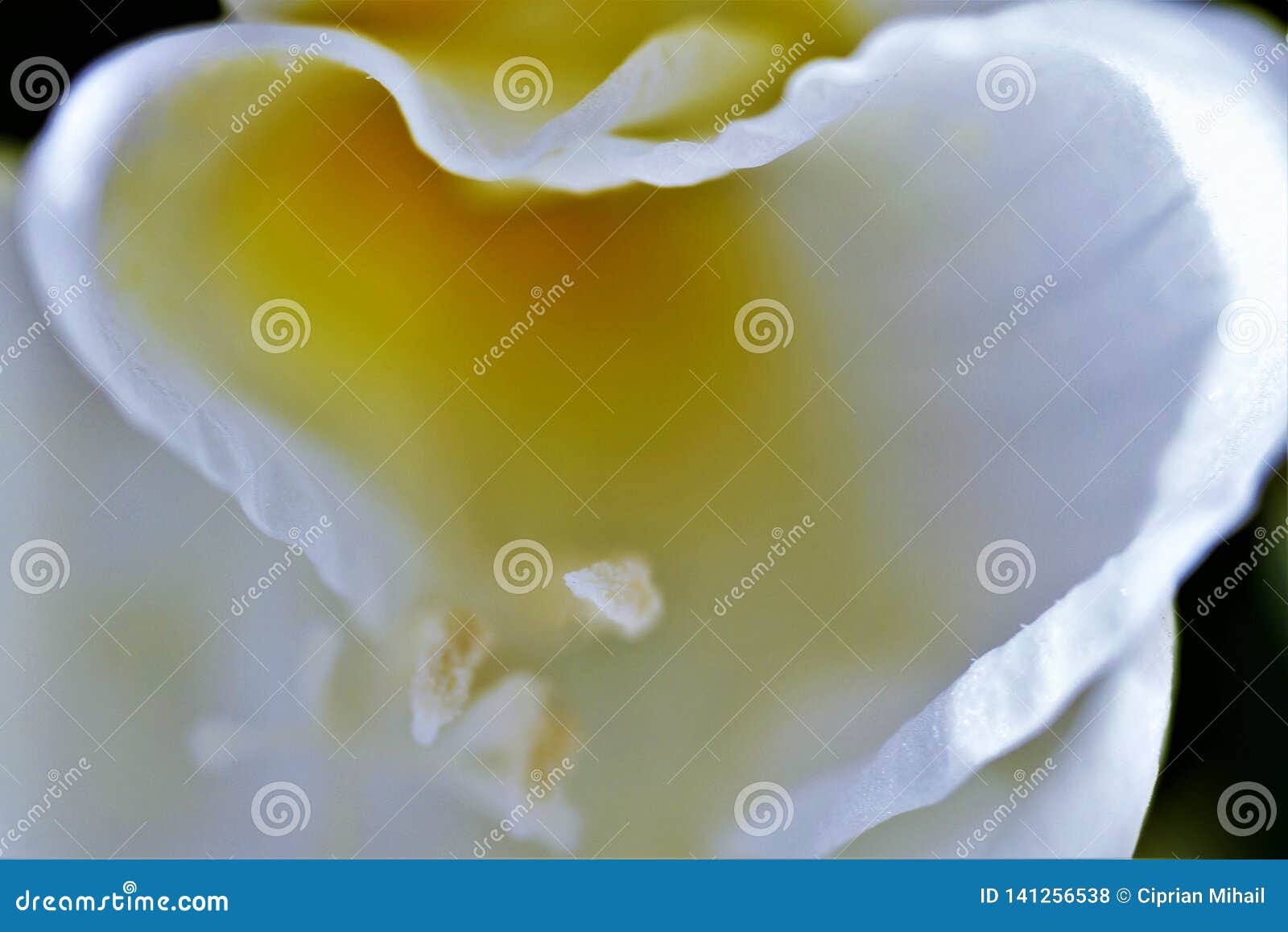Inside a flower stock photo. Image of patterned, botanical - 141256538