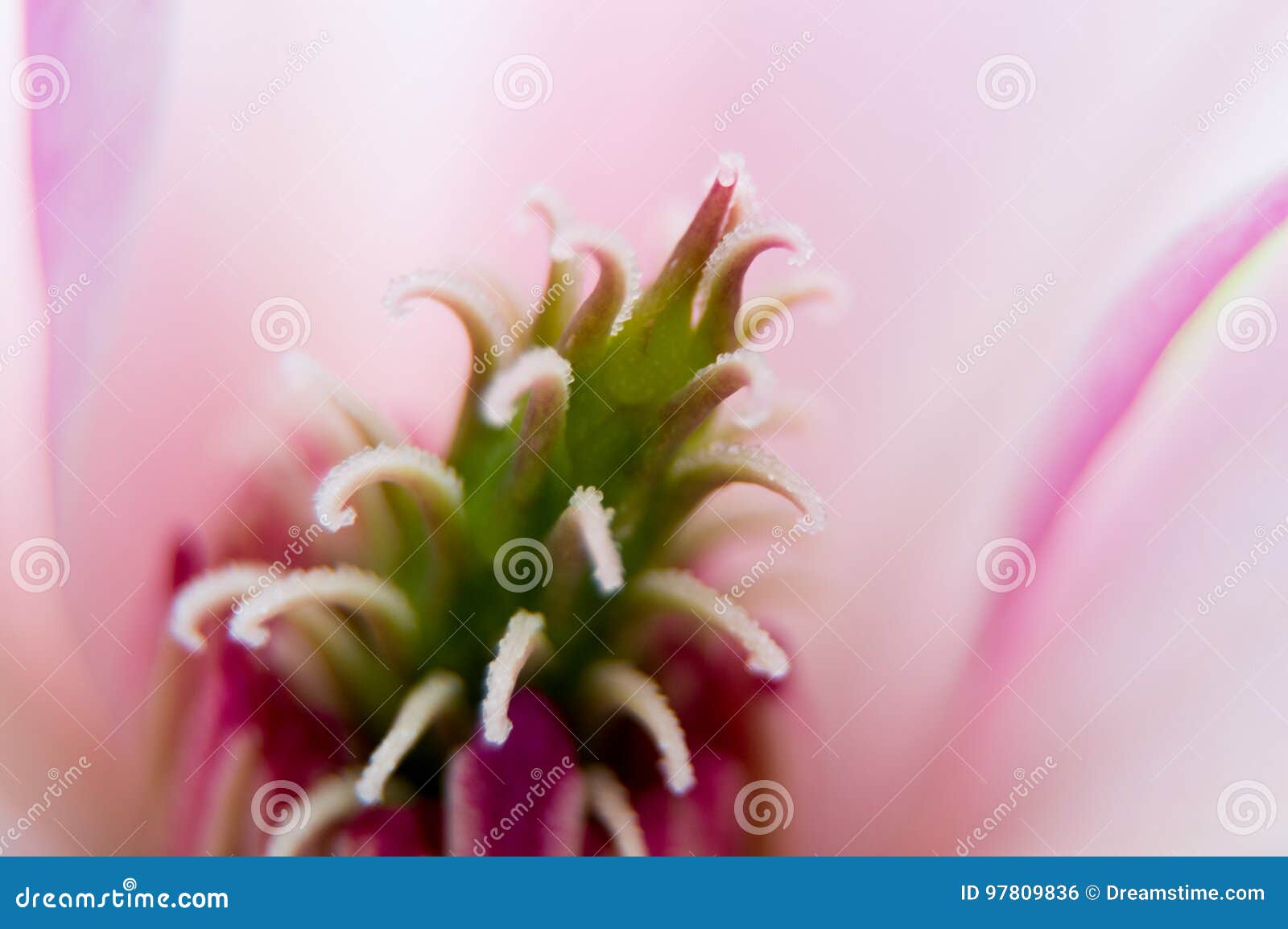 Inside the Flower stock photo. Image of cute, inside - 97809836