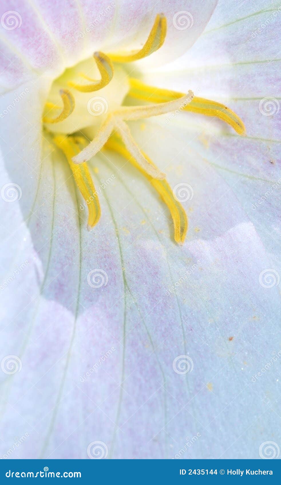 Inside Flower Macro stock photo. Image of macro, white - 2435144