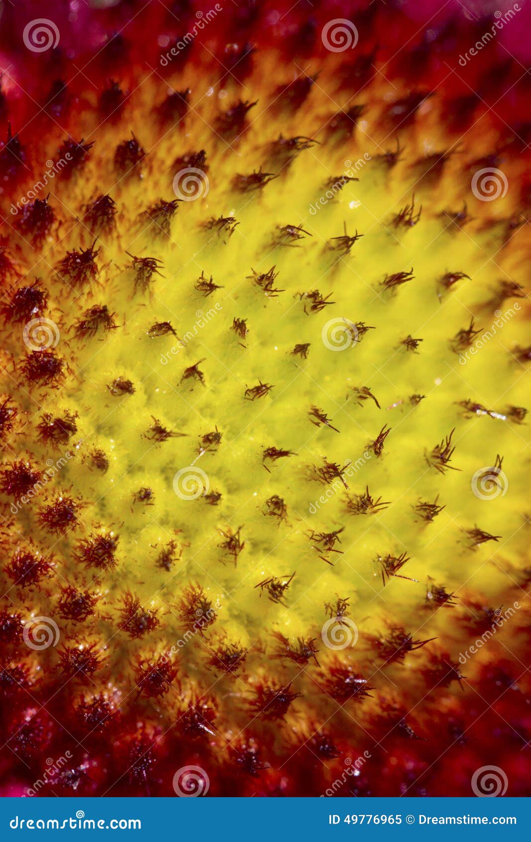 Inside a Flower stock image. Image of close, macro, design - 49776965