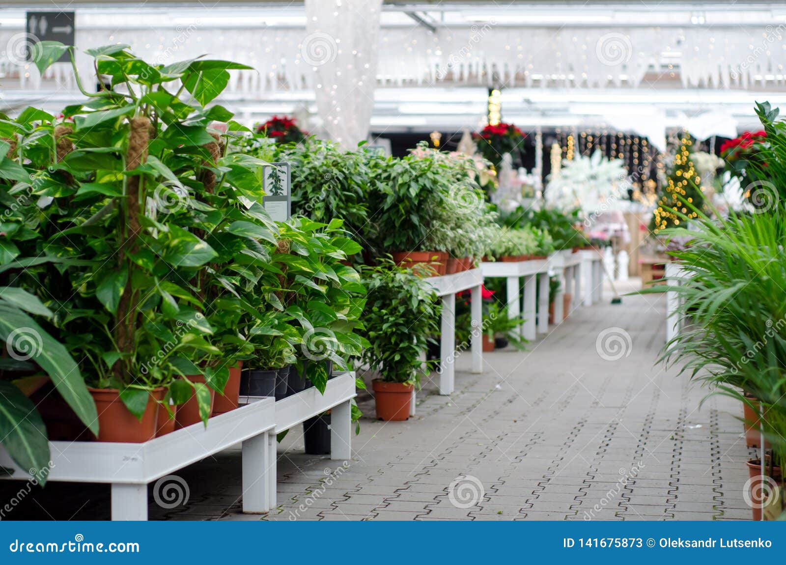 Inside the flower shop stock image. Image of rack, park - 141675873