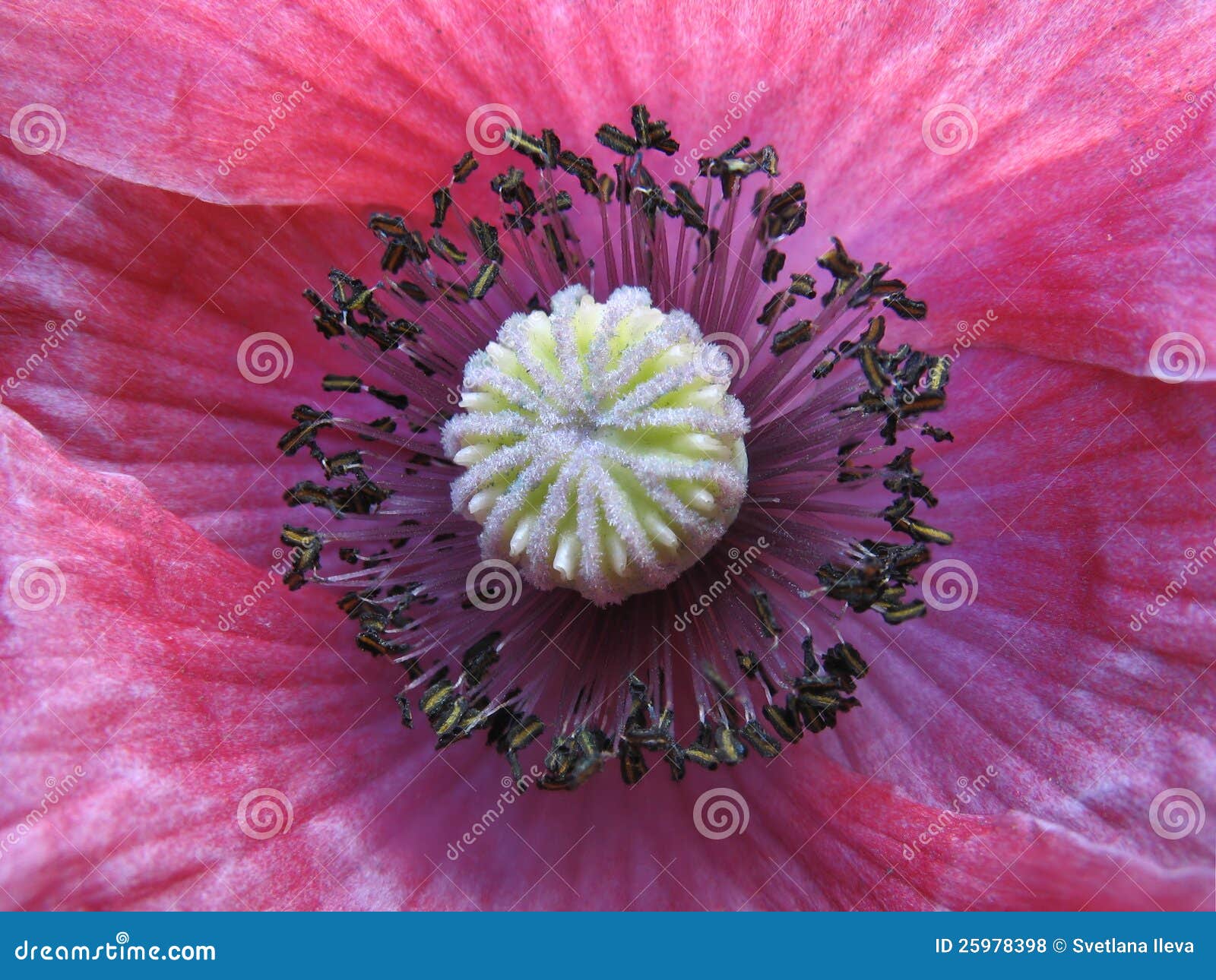 Inside a Flower. Stamens of Pink Poppy. Macro Stock Photo - Image of ...