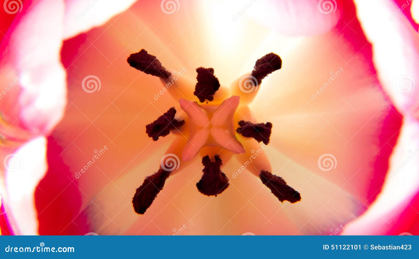Inside the Flower - Tulip Macro Stock Image - Image of flower ...