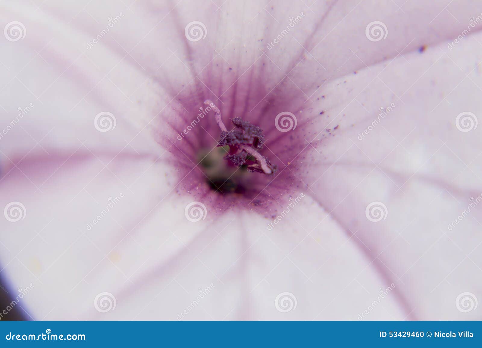 Inside a flower... stock photo. Image of bianco, inside - 53429460