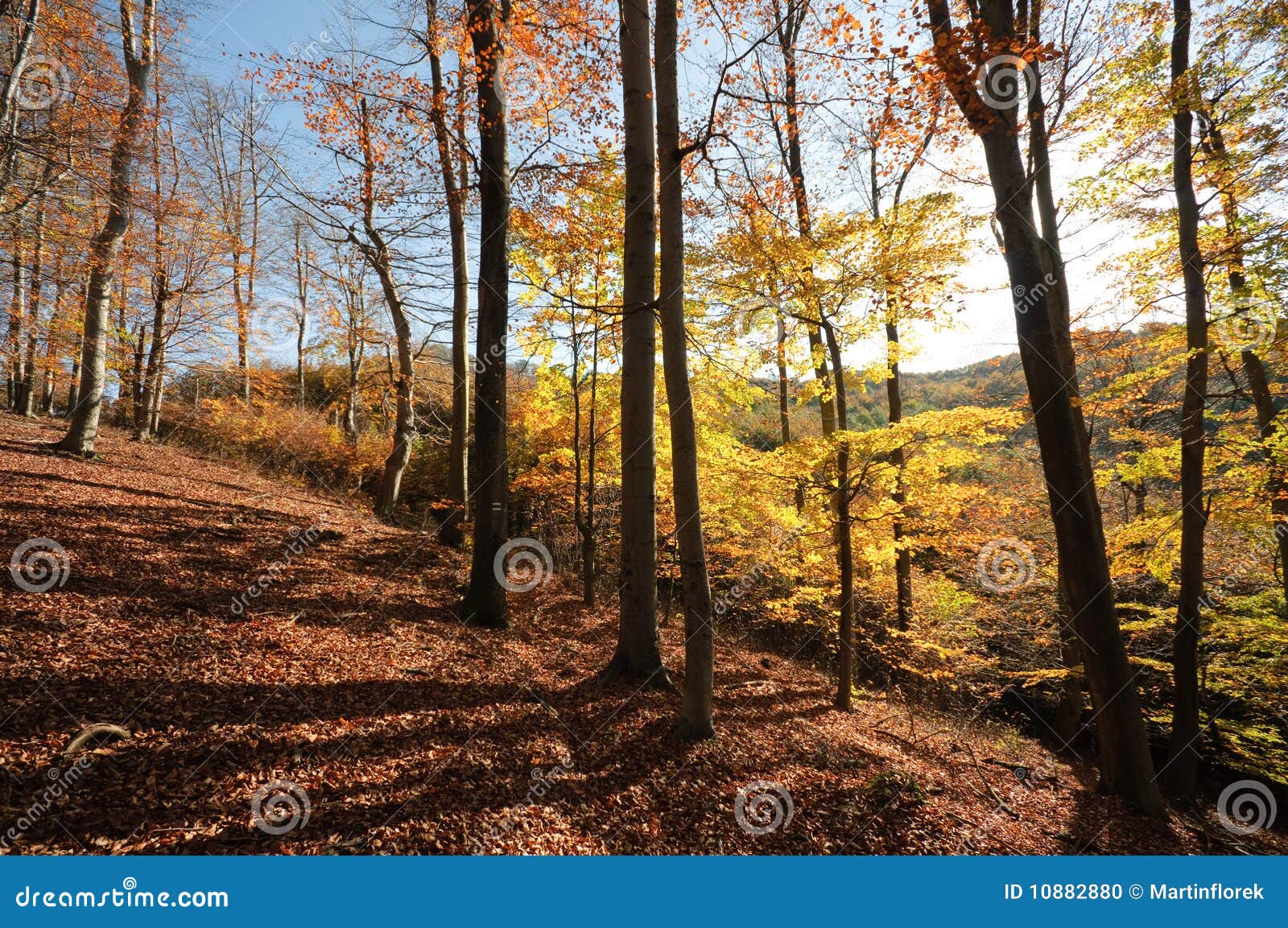 Inside forest stock photo. Image of october, golden, vibrant - 10882880